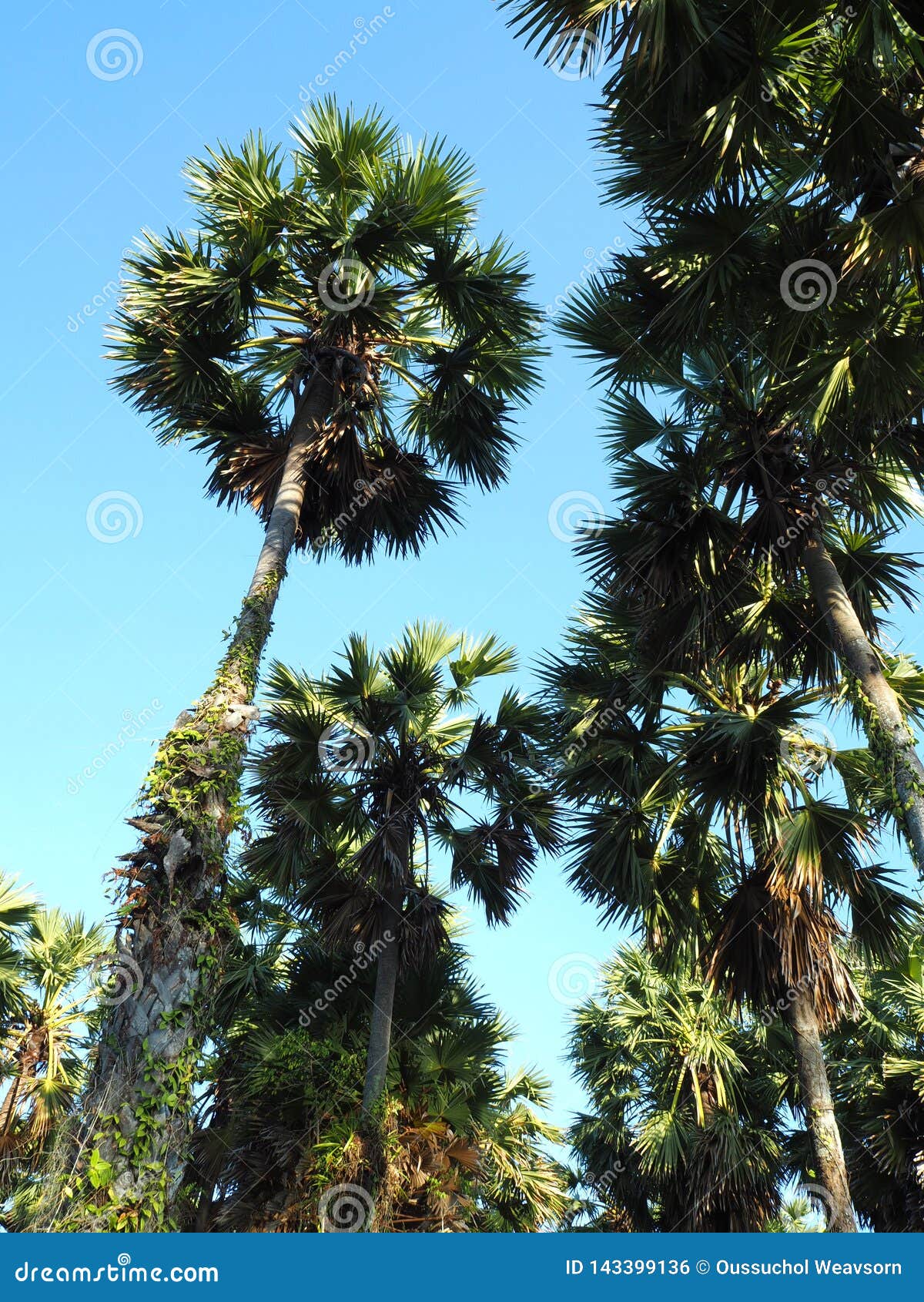 Sugar palm trees stock photo. Image of sweet, landscape - 143399136