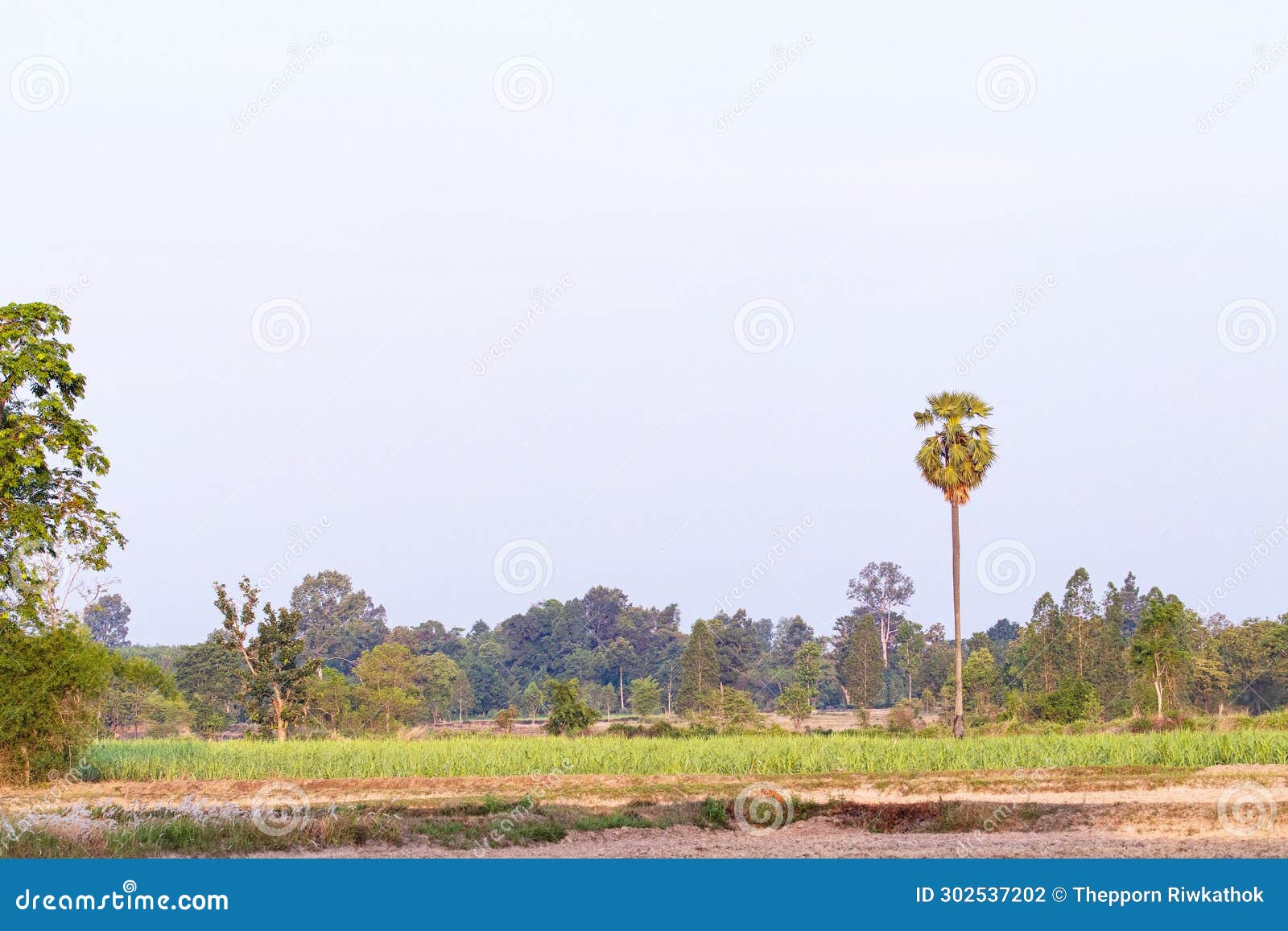 Sugar Palms Green with Tree Cane Fields in Evening Sunset There is ...