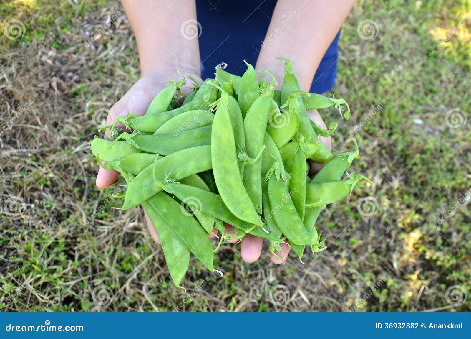 Sugar pea on hand stock photo. Image of bean, growing - 36932382