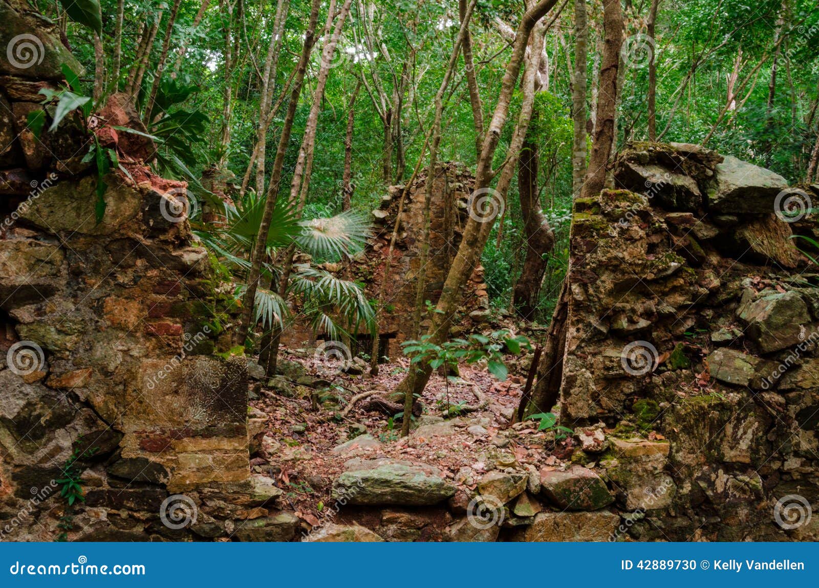 Sugar Plantation Ruins En Selva Foto de archivo - Imagen de paredes ...