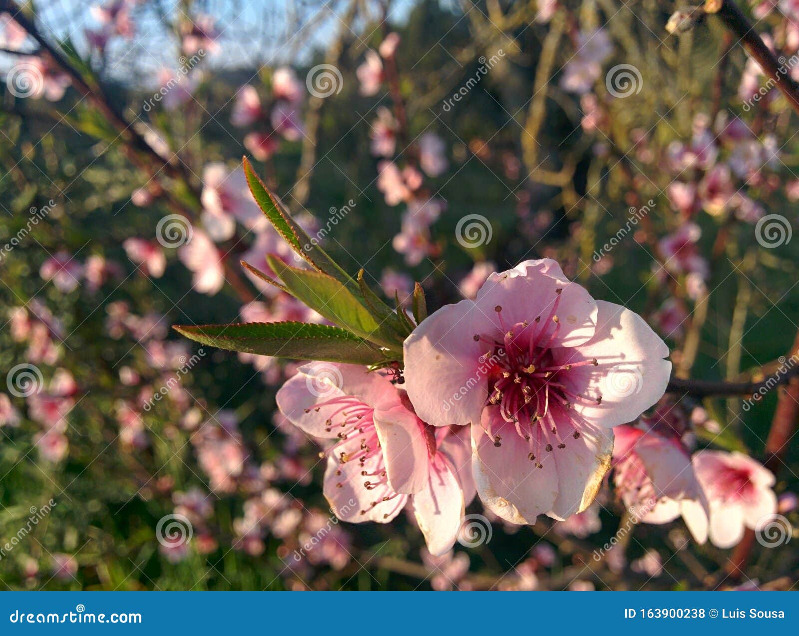 Sugar Plum Tree stock photo. Image of flower, tree, plum - 163900238