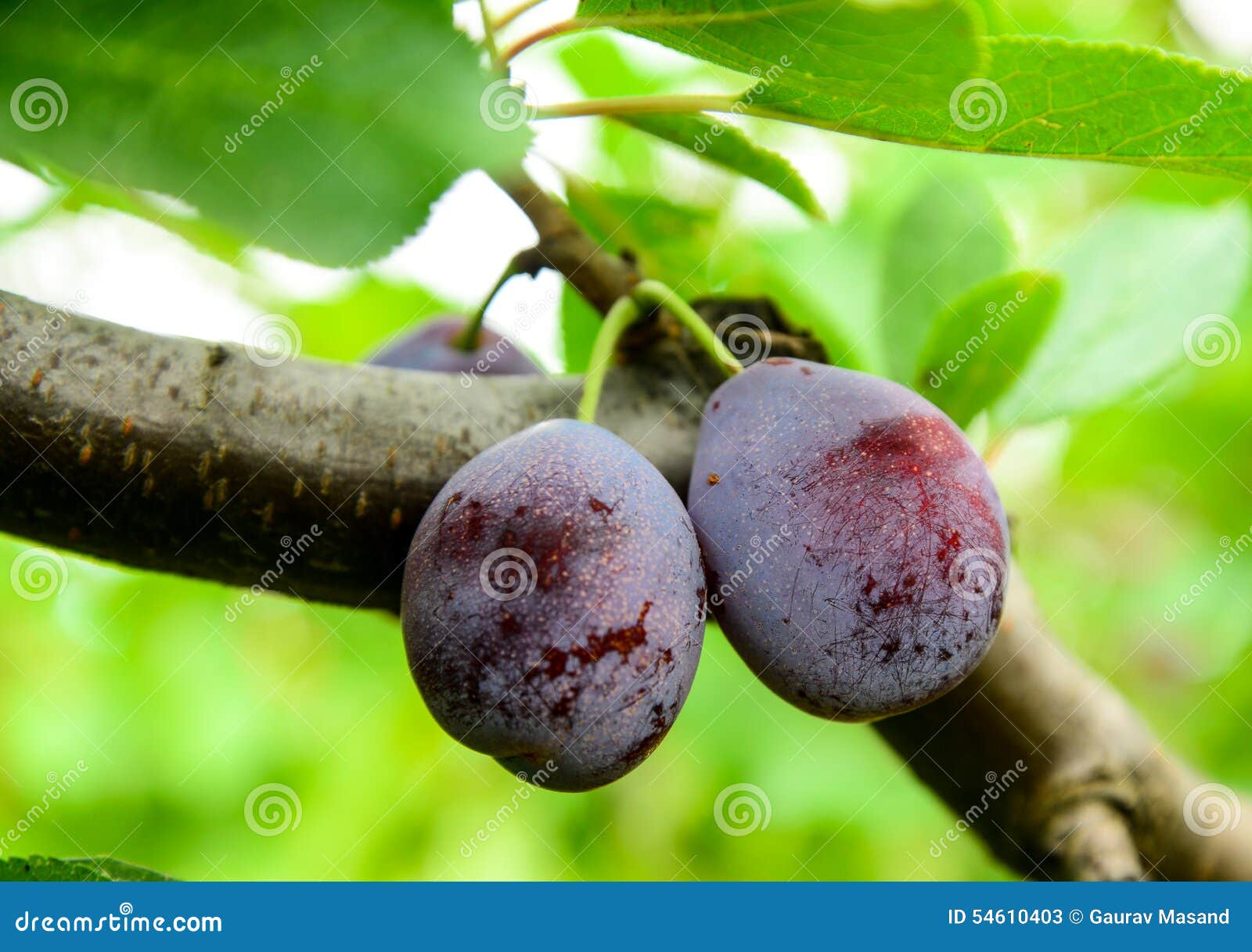 Sugar plums stock image. Image of fruity, sour, sugar - 54610403