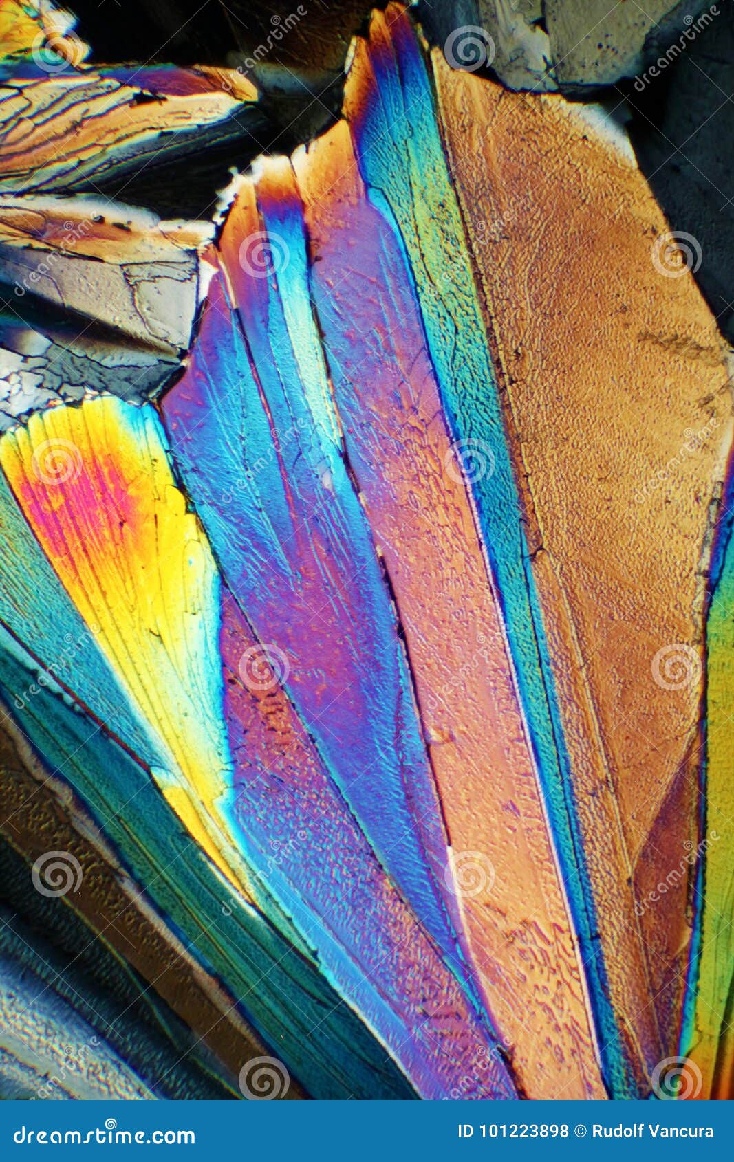 Polarized Light Images Of The Muscles Of The Water Flea Daphnia Pulex ...