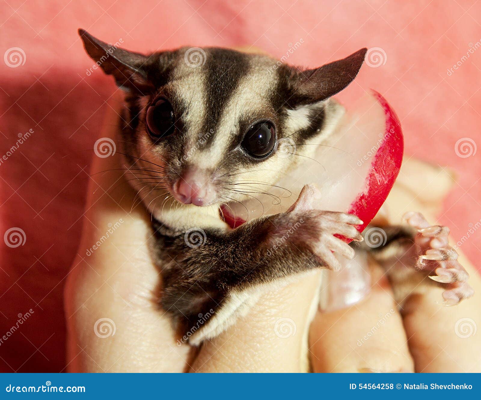 Sugar Possum Australian Sleeping Peacefully In Her Arms Stock Photo ...