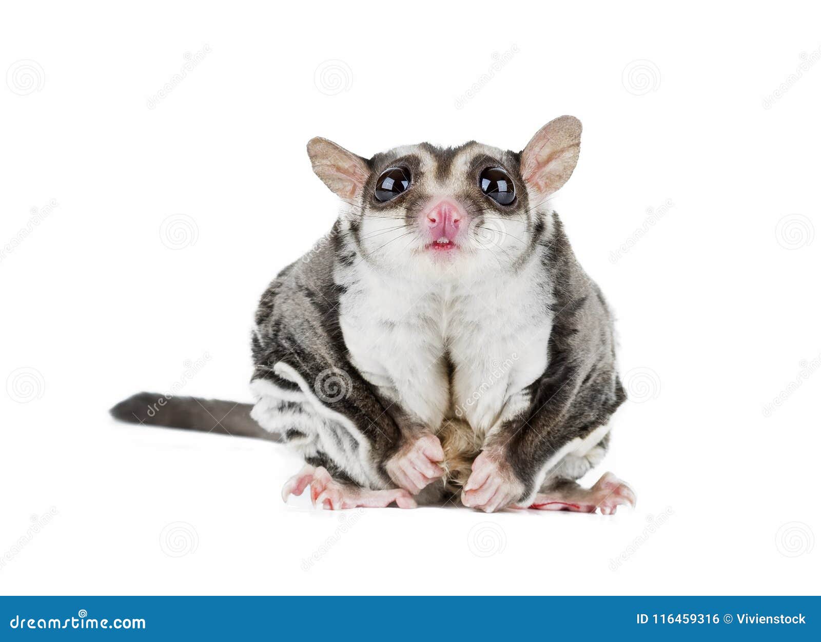 Sugar Possum Australian Sleeping Peacefully In Her Arms Stock Photo ...