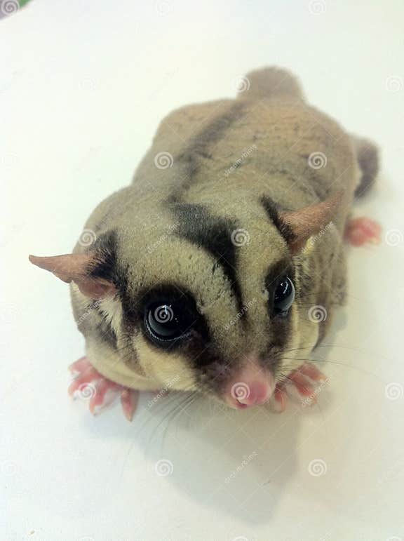 Sugar rider stock photo. Image of rider, sugar, life - 45322476