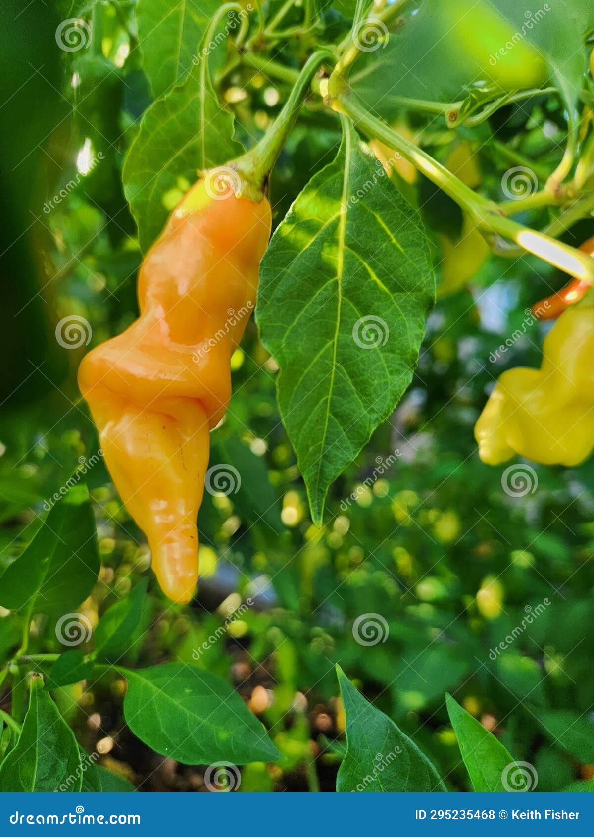Sugar Rush Peach Chili Pepper Stock Photo - Image of rush, chili: 295235468