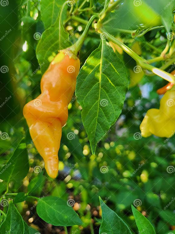 Sugar Rush Peach Chili Pepper Stock Photo - Image of rush, chili: 295235468