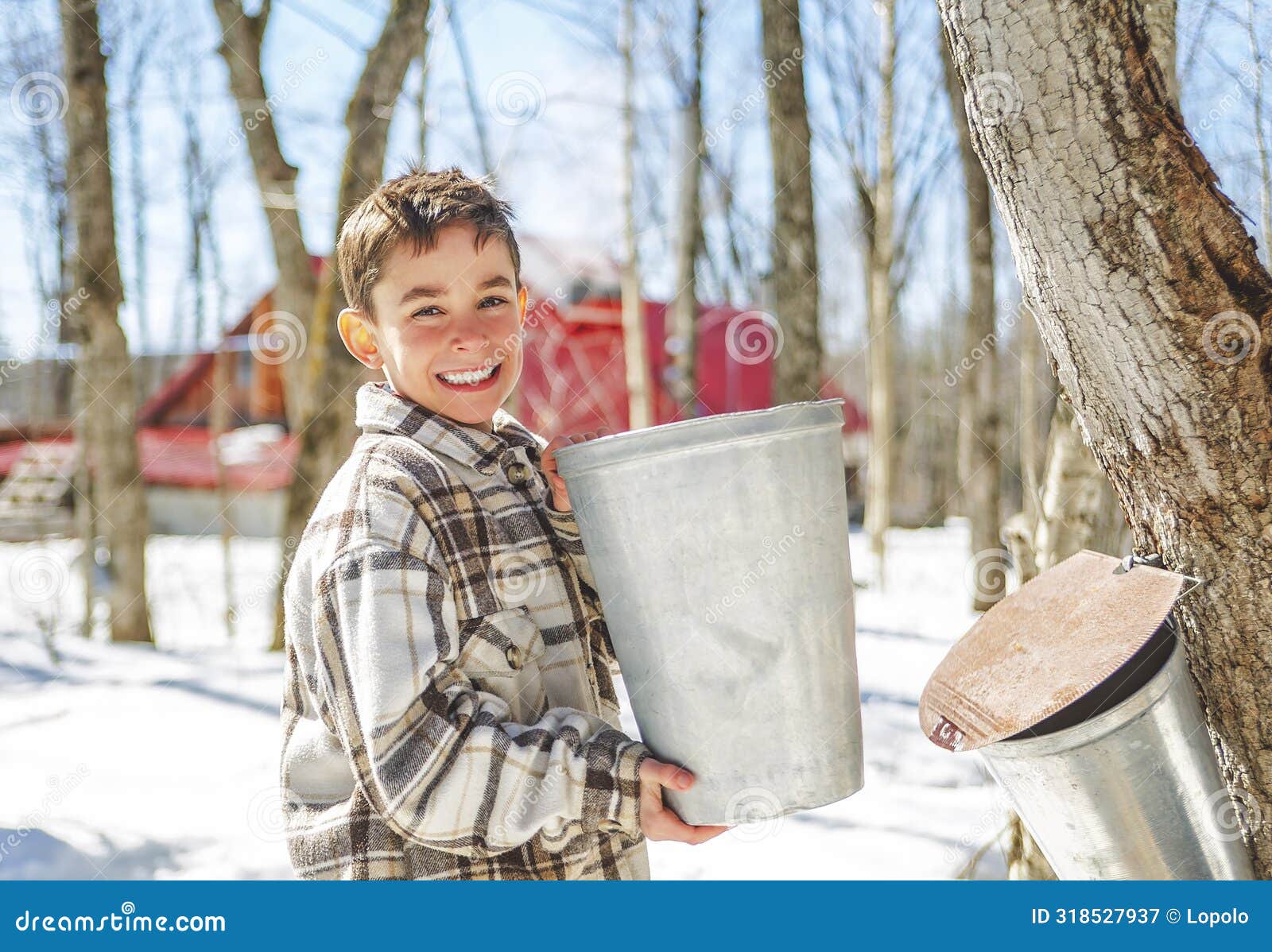 Sugar Shack, Child Having Fun at Maple Shack Forest Collect Maple Water ...