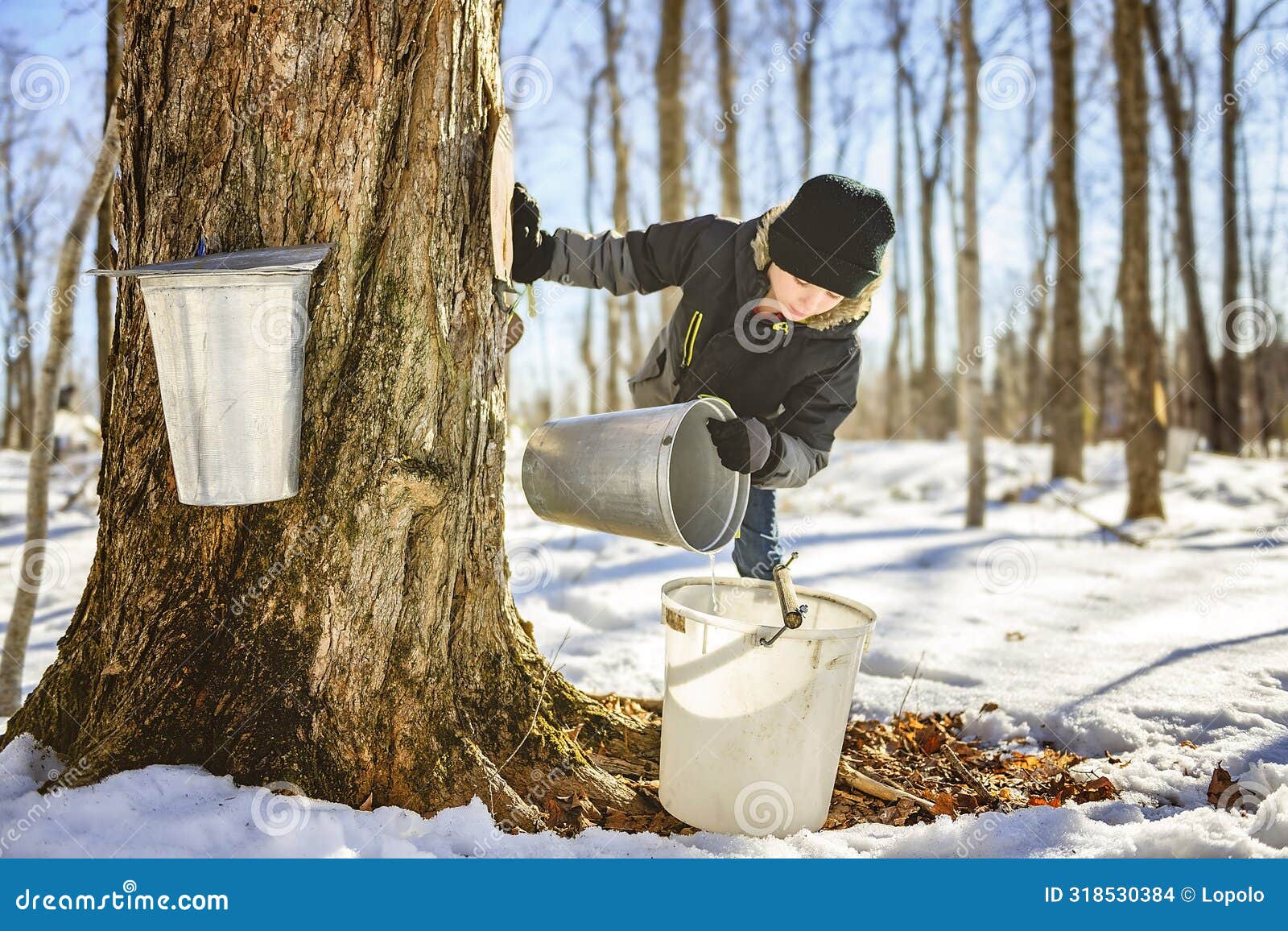Sugar Shack, Child Having Fun at Mepla Shack Forest Collect Maple Water ...