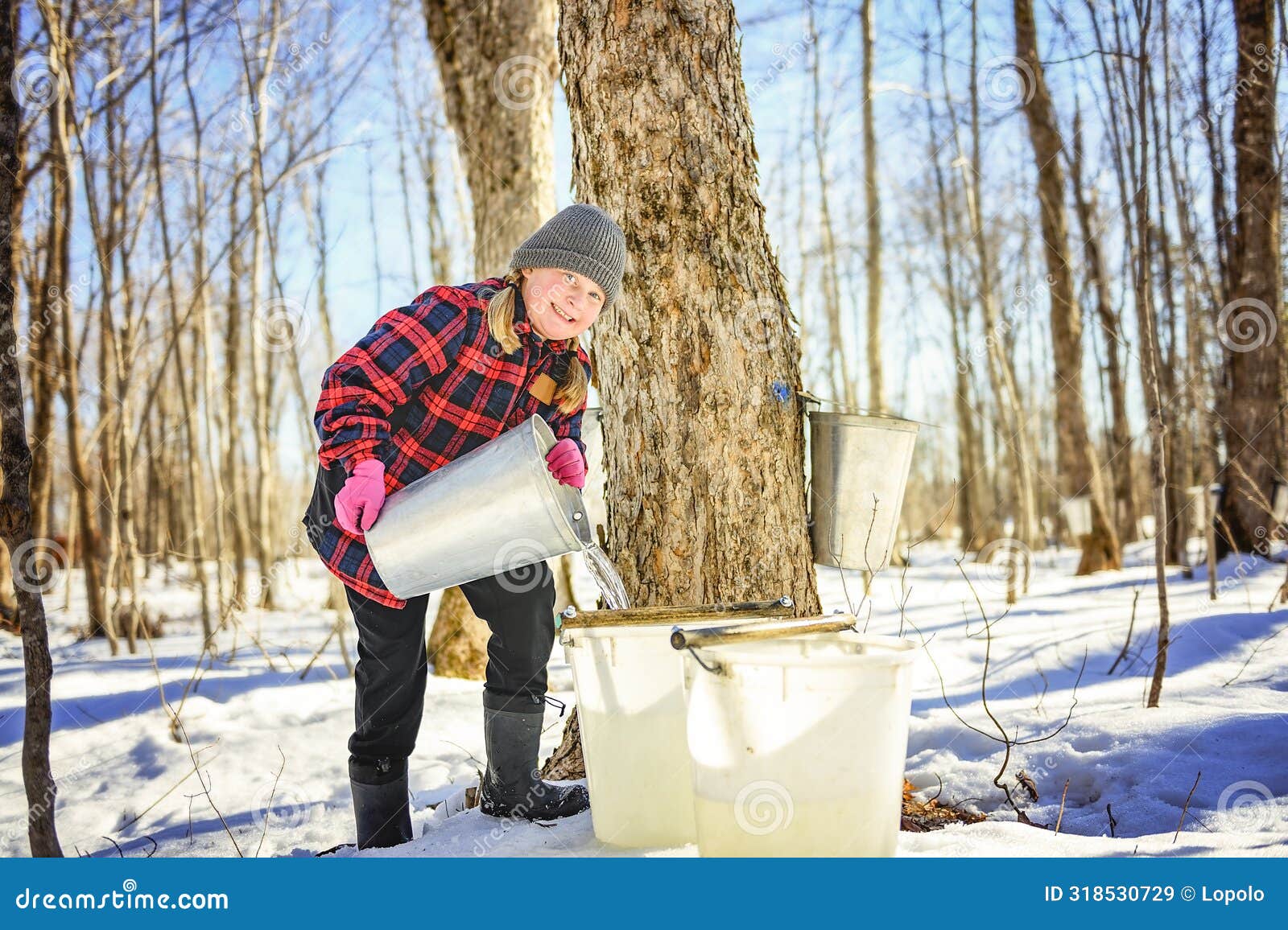 Sugar Shack, Child Having Fun at Mepla Shack Forest Collect Maple Water ...