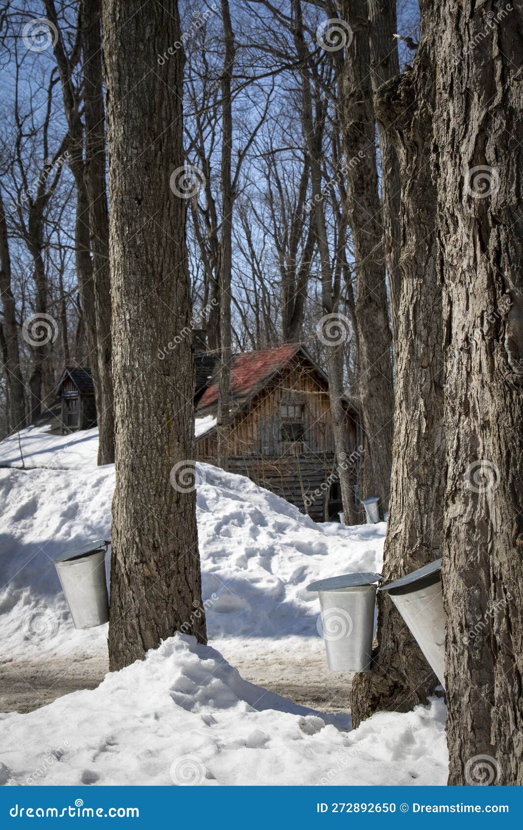 Sugar shack stock photo. Image of canada, quebec, spring - 272892650