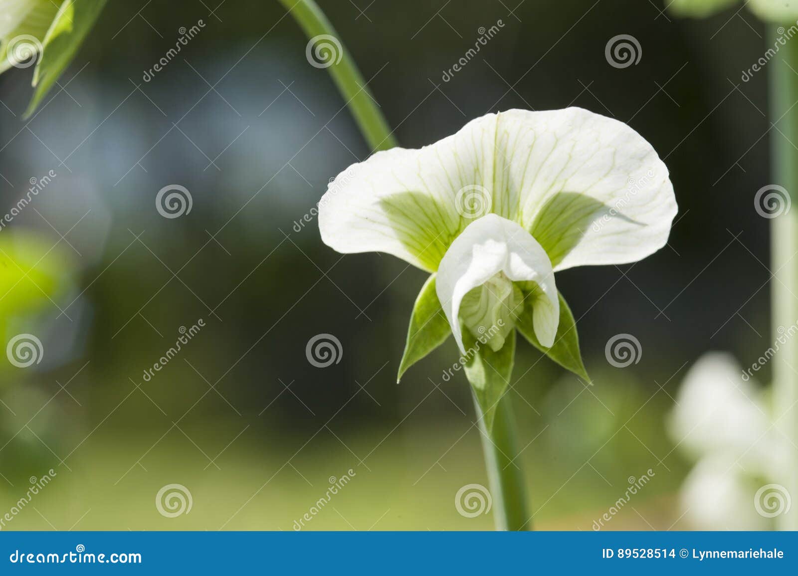 Sugar Snap Pea Blossom stock photo. Image of blossom - 89528514