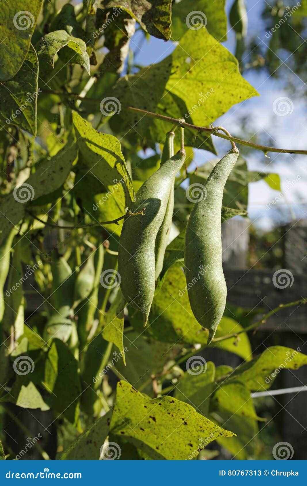 Sugar Snap Pea Plant in the Garden Stock Image - Image of green ...
