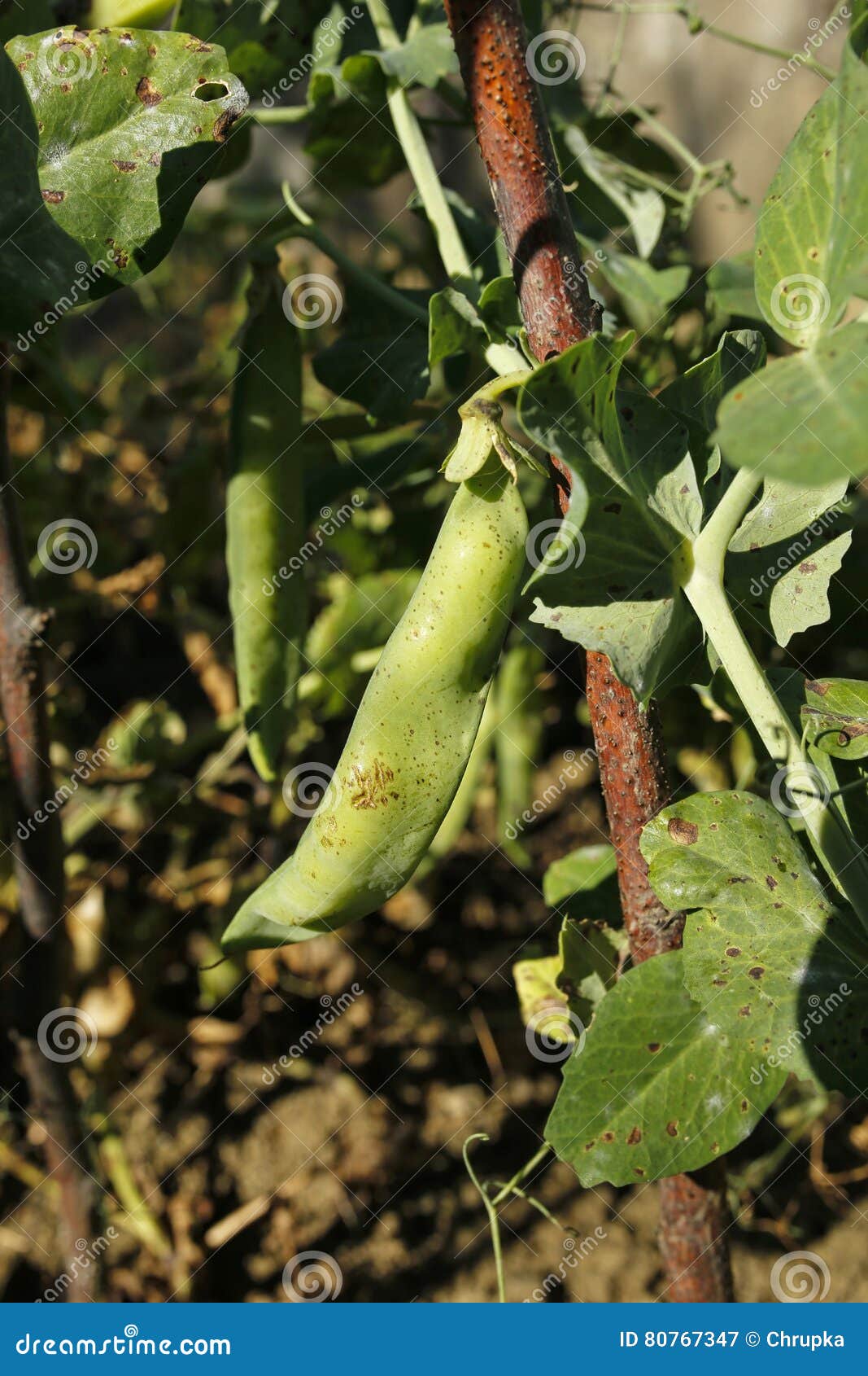 Sugar Snap Pea Plant in the Garden Stock Image - Image of nature, snap ...