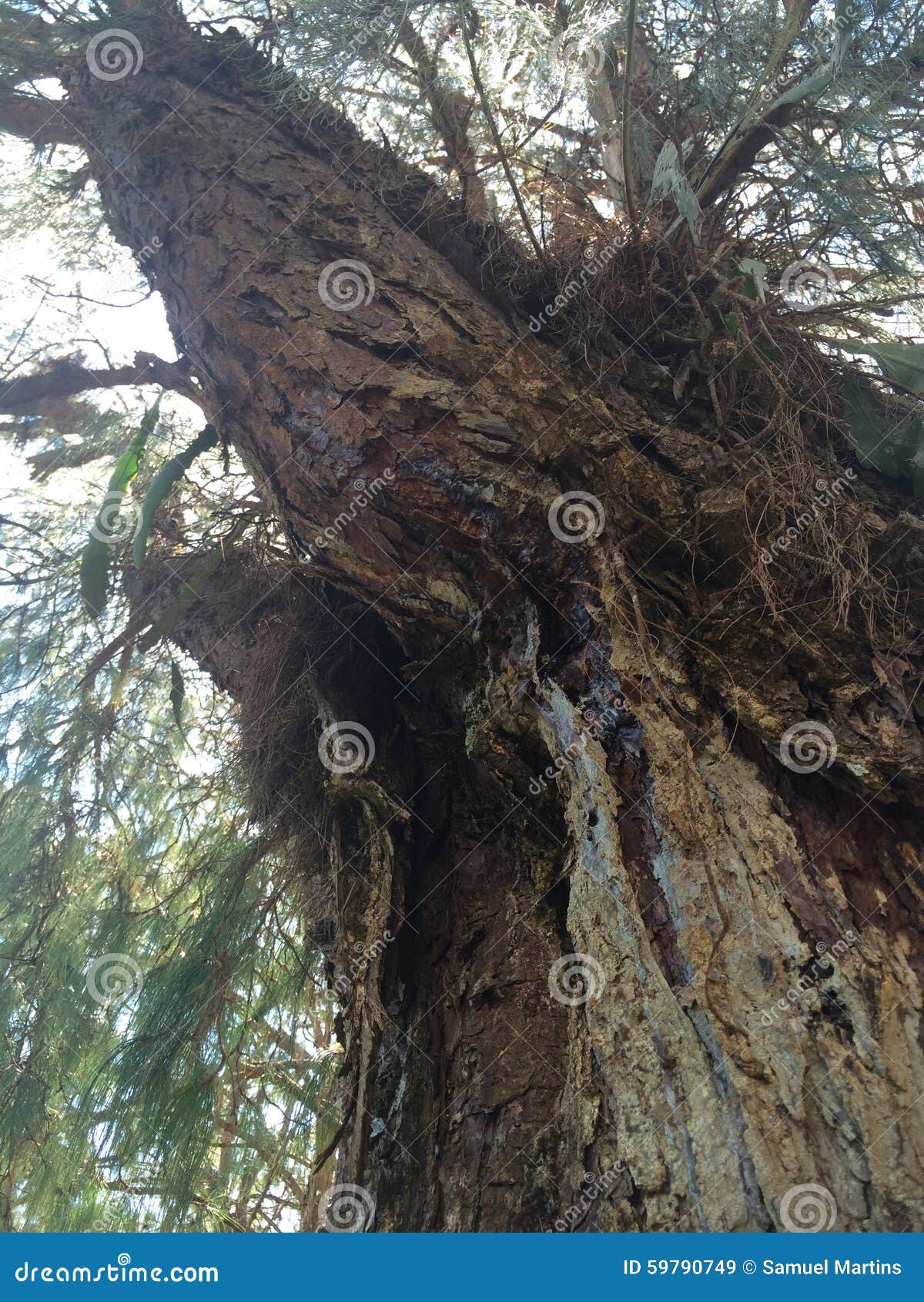 Sugar on tree stock image. Image of injury, substance - 59790749