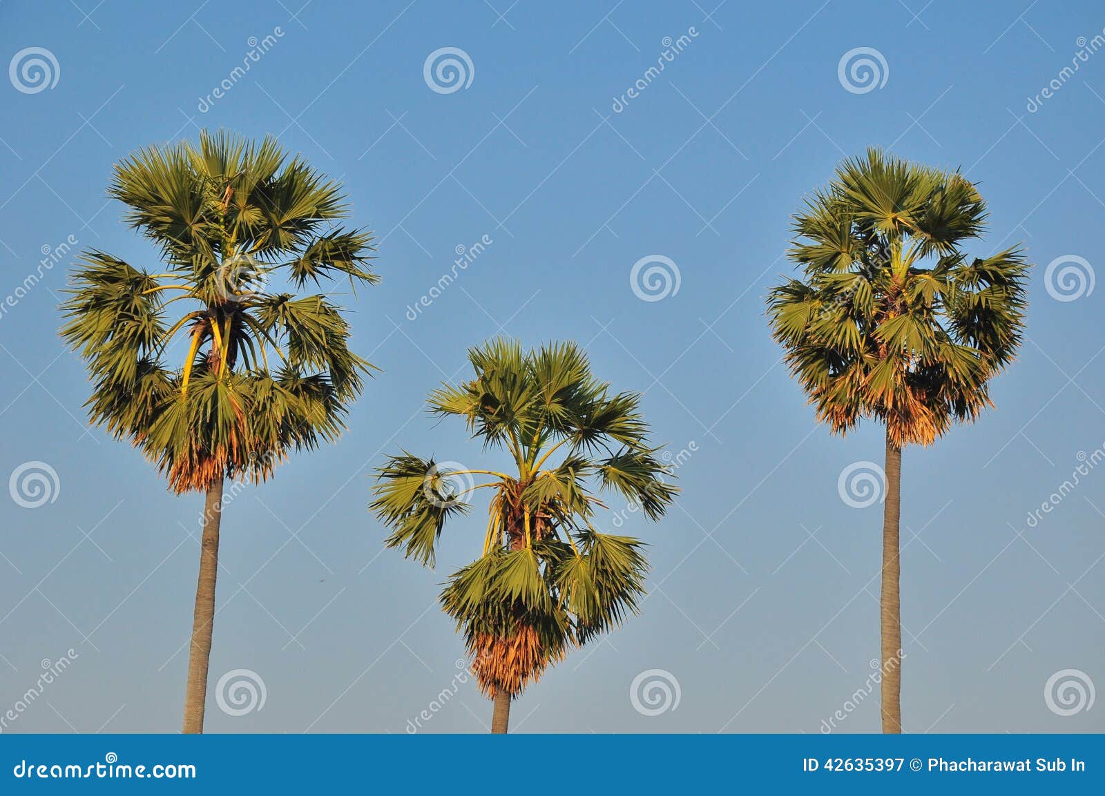 Sugar tree stock image. Image of nature, plant, sugarpalm - 42635397