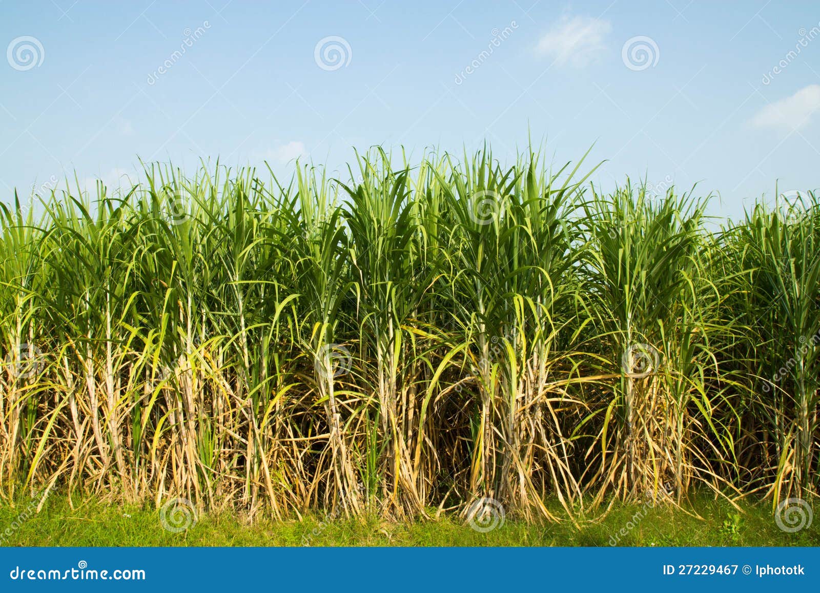 Sugar Cane Field Hd