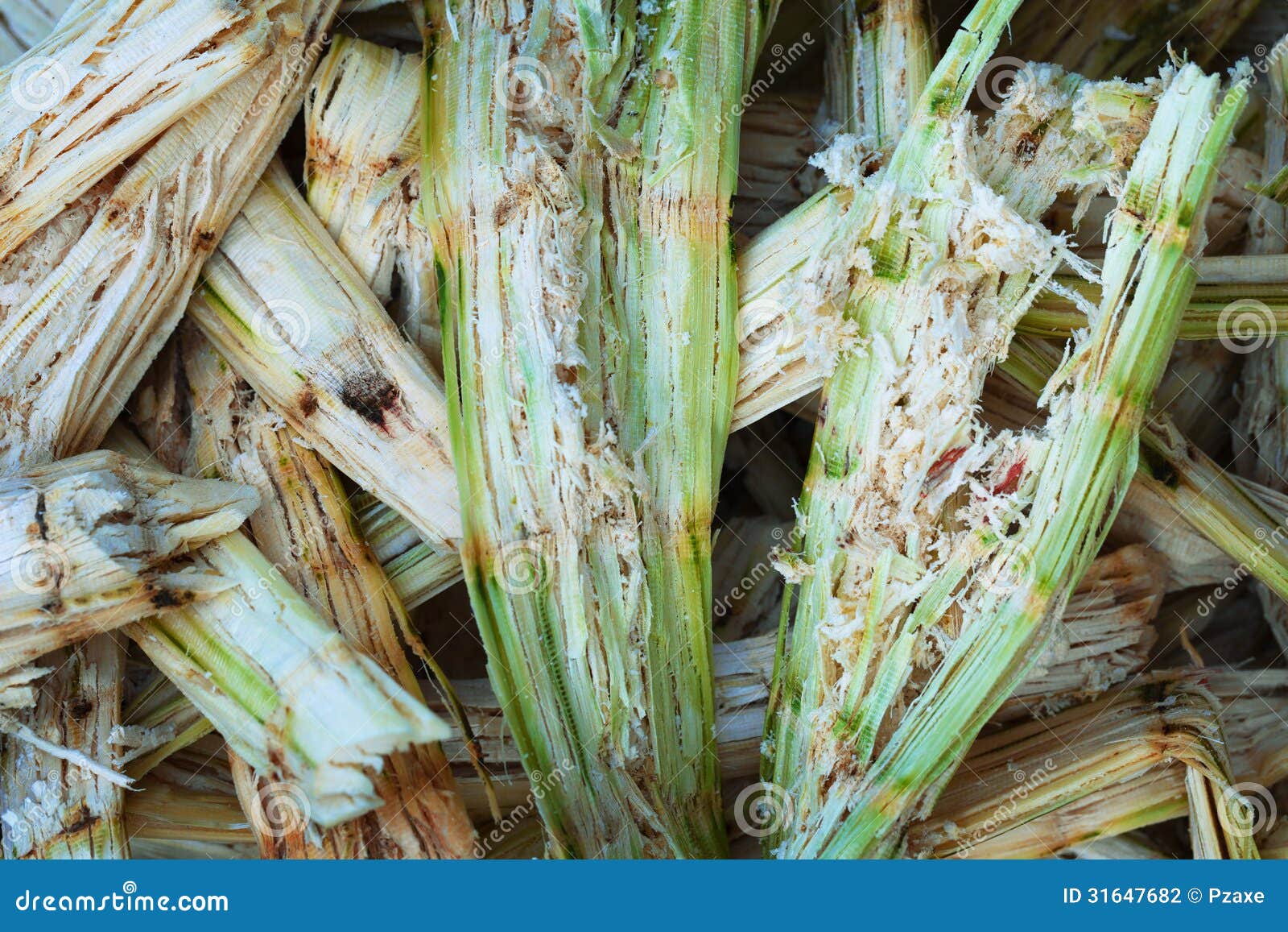 Sugarcane Bagasse - Organic Waste Stock Photo - Image of thailand ...
