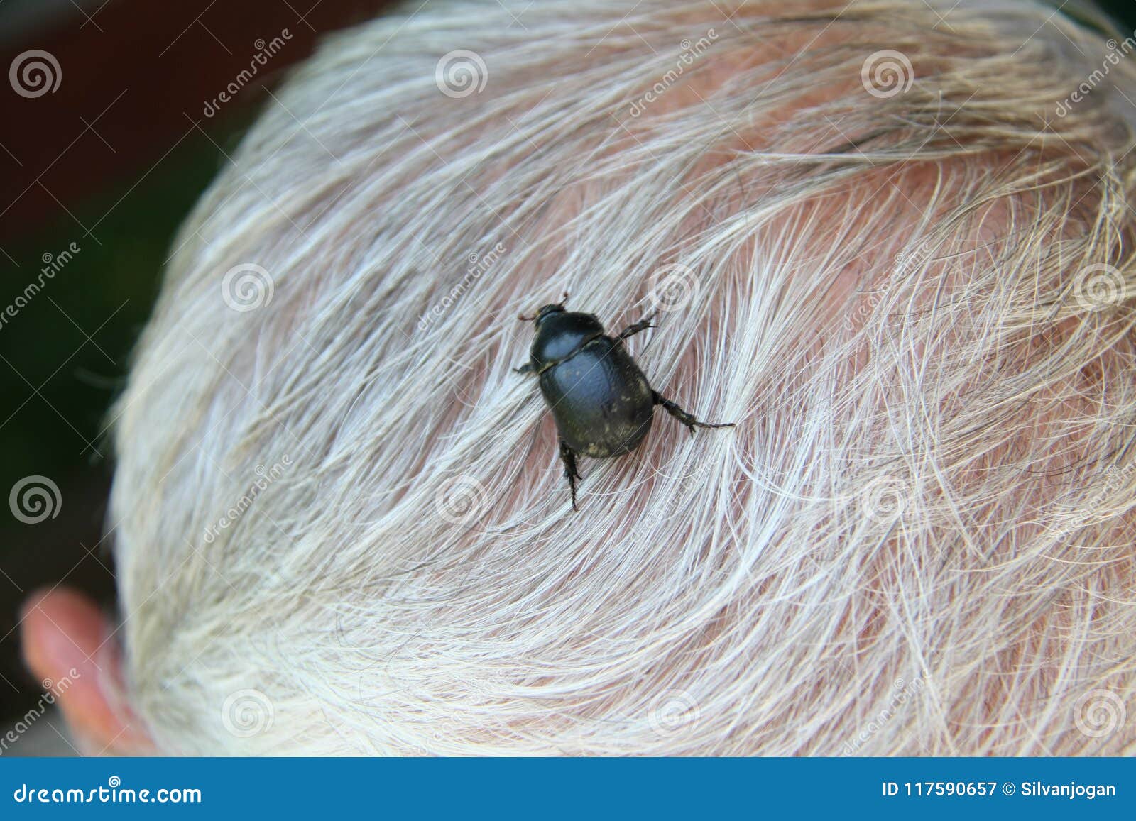 Sugarcane Beetle on a Mans Head Stock Image - Image of destructive ...