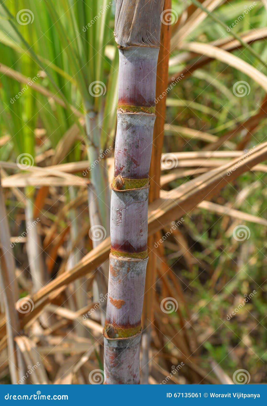 Sugarcane Bunch stock image. Image of bunch, leaves, sticks - 67135061