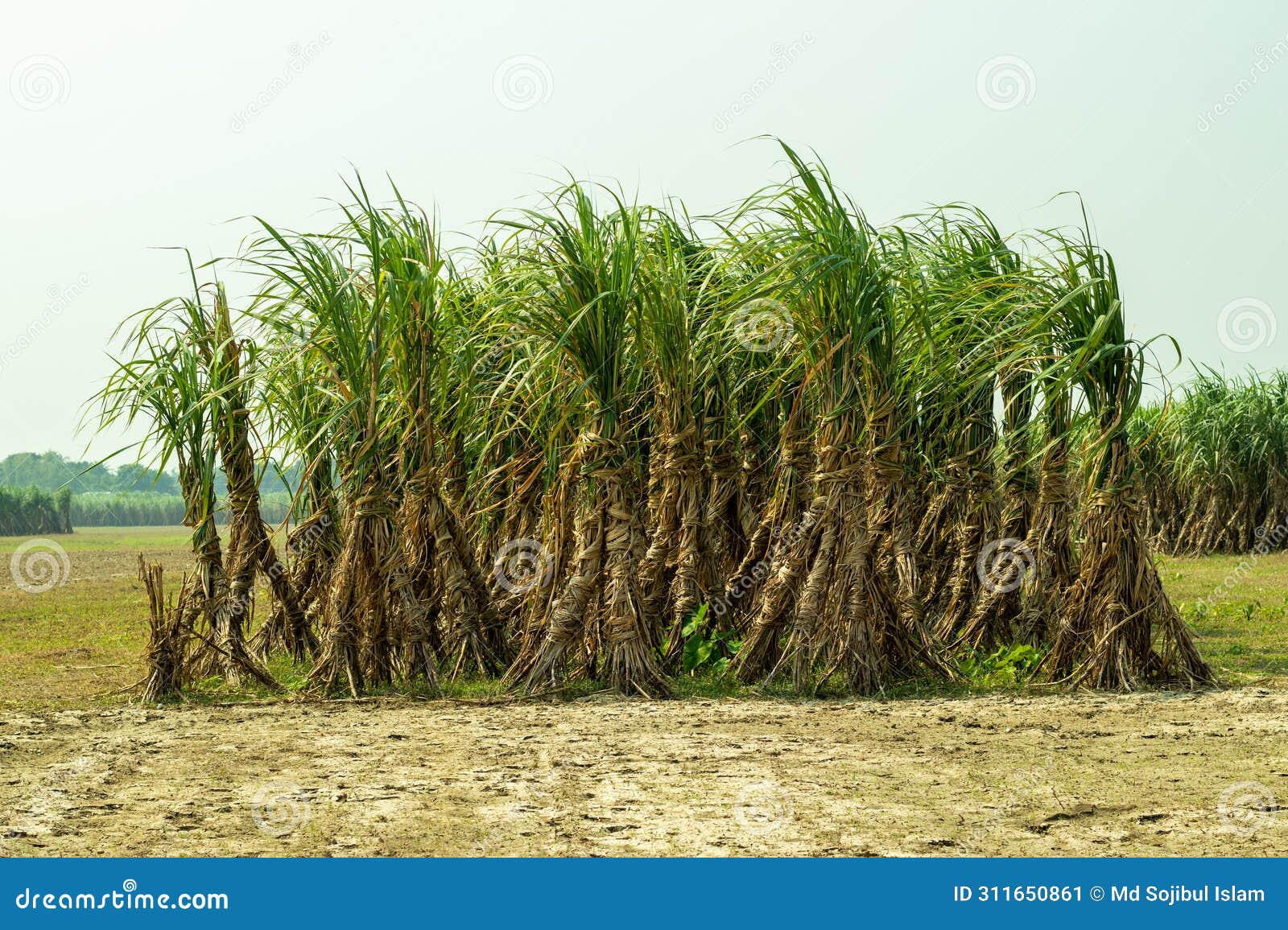 Sugarcane Can Be Planted in a Single Row or in Multiple Parallel Rows ...