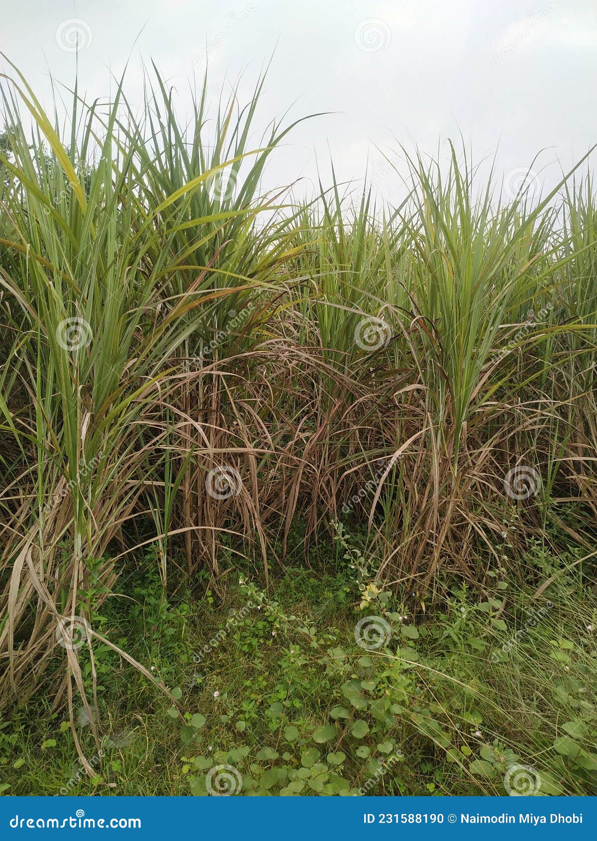Sugarcane Crop Field Sky and Clouds Natural Beautiful Stock Photo ...