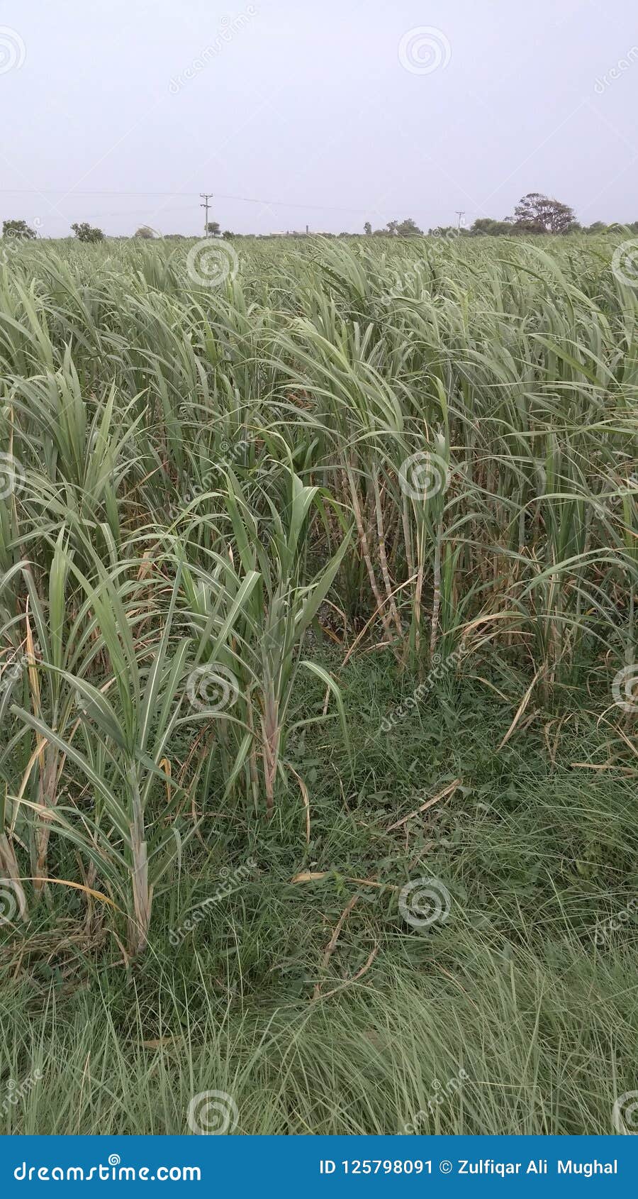Sugarcane crop Fields stock image. Image of area, vast - 125798091