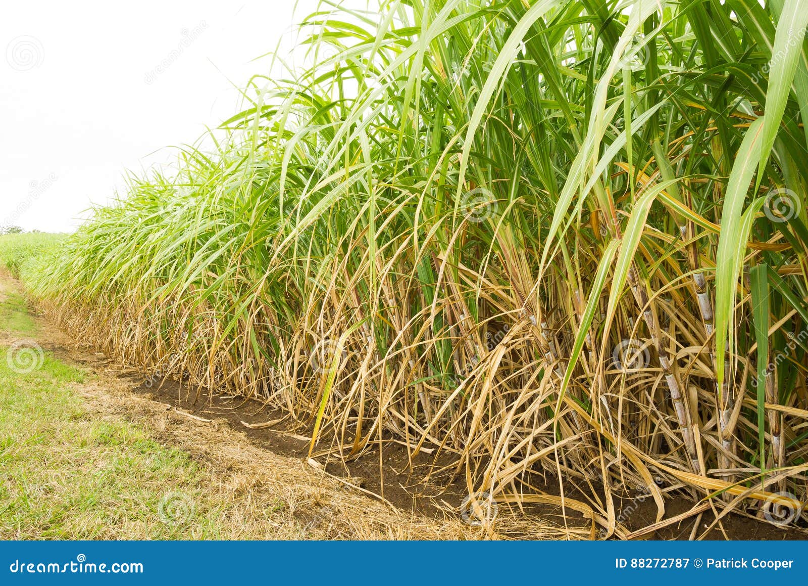 Sugarcane crop stock image. Image of nutrition, cane - 88272787