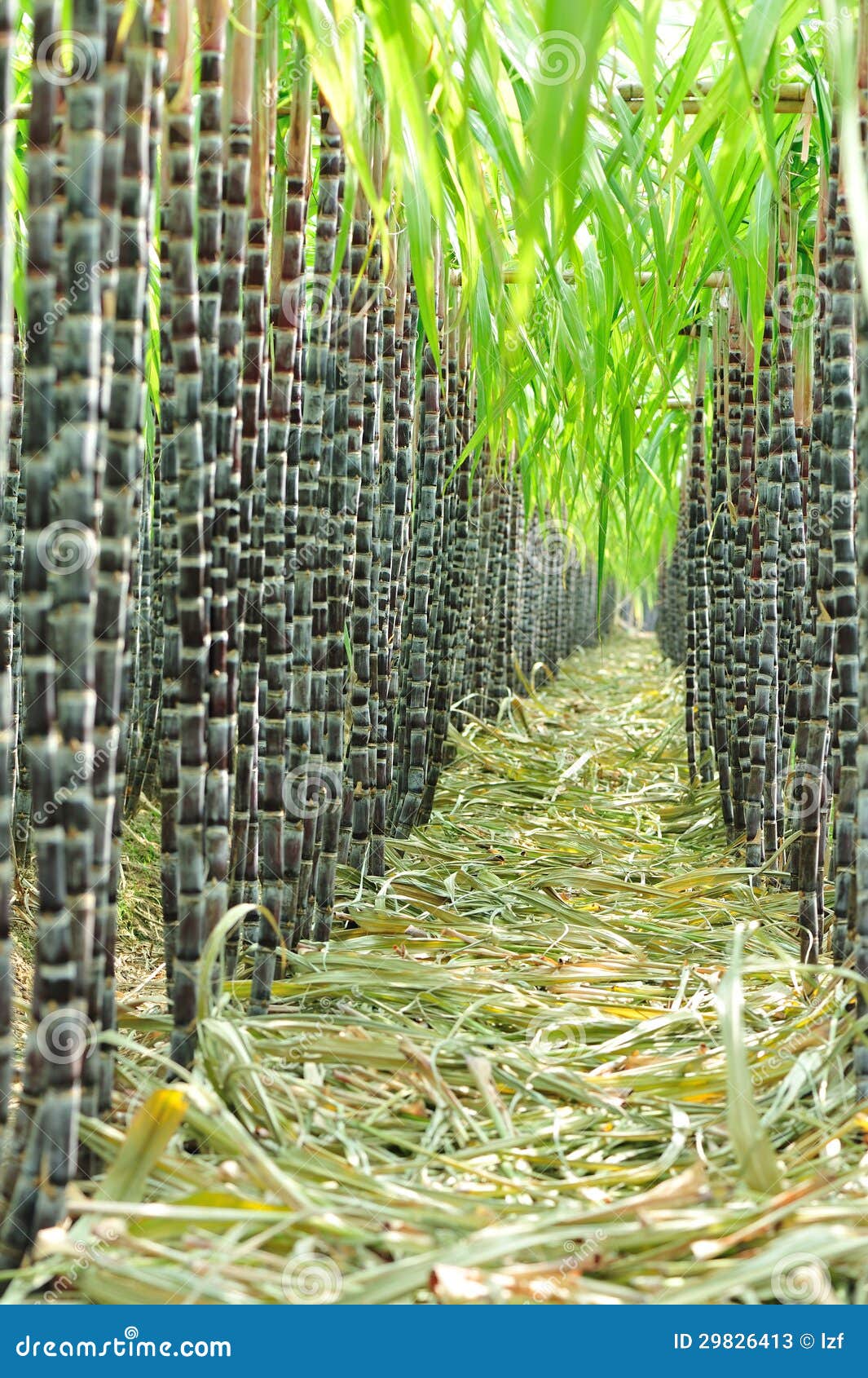 Sugarcane plantation stock image. Image of field, green - 29826413