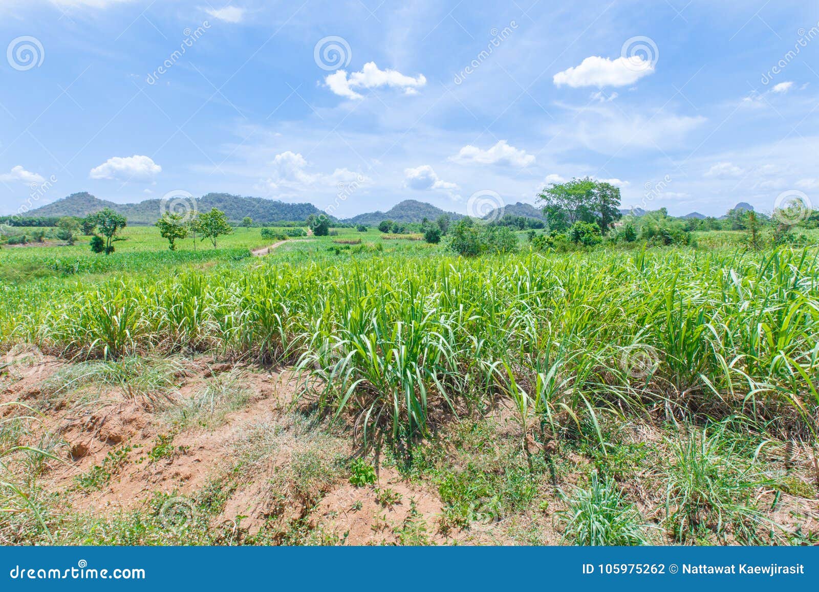 Sugarcane Crops Landscape Nature Stock Photo - Image of farmland, food ...