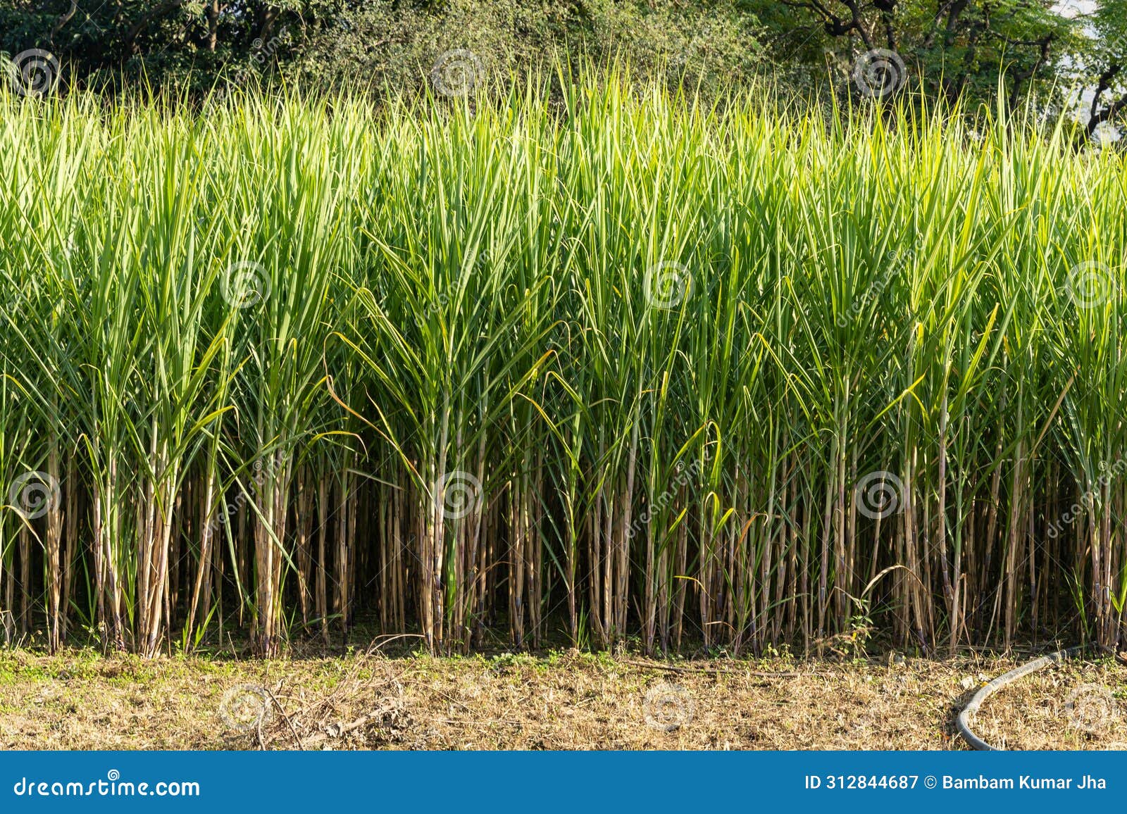 Sugarcane Cultivation at Rural Farm from Different Angle Stock Image ...