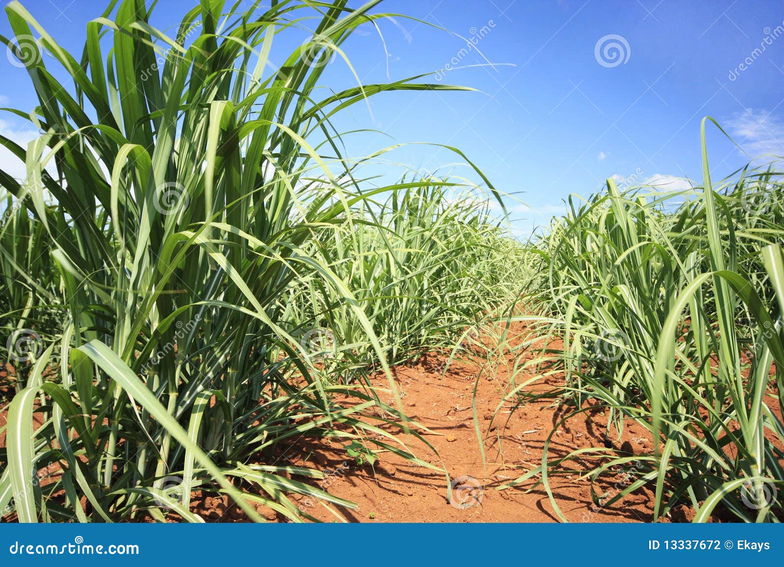 Sugar-cane Farm. Close Up View of Young Cane. Stock Photo - Image of ...
