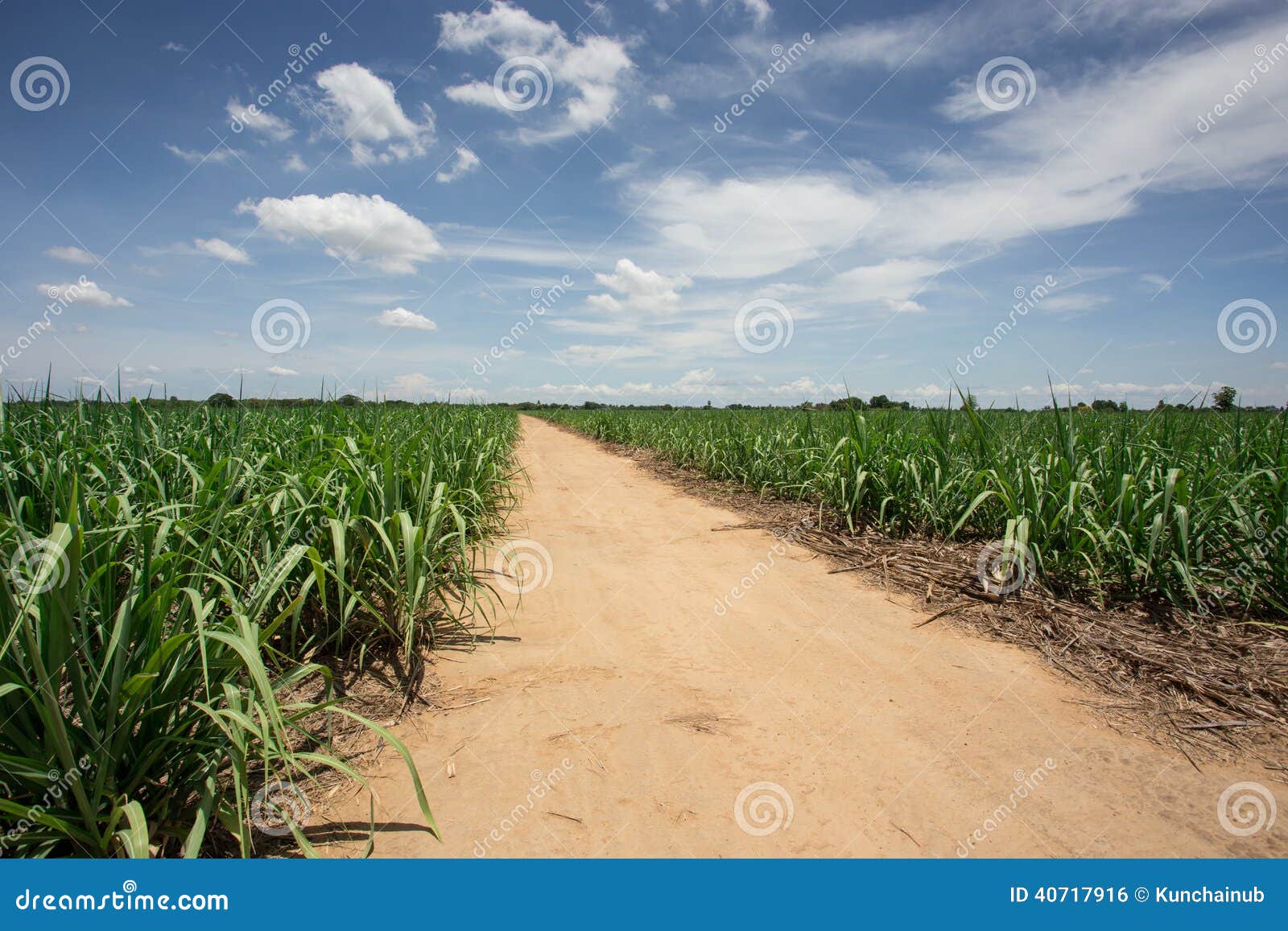 Sugarcane Farm, Sugar Cane Plantation, Cane Royalty-Free Stock Image ...