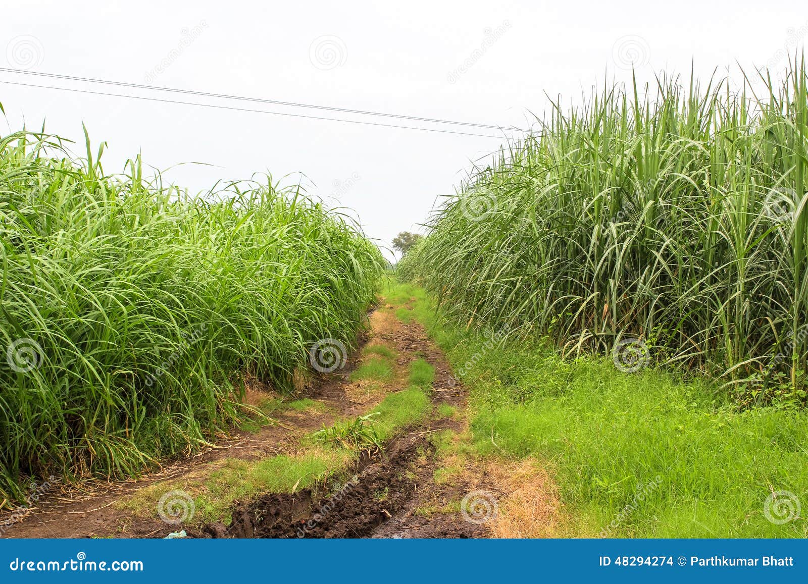 Sugarcane Farm, Sugar Cane Plantation, Cane Royalty-Free Stock Image ...