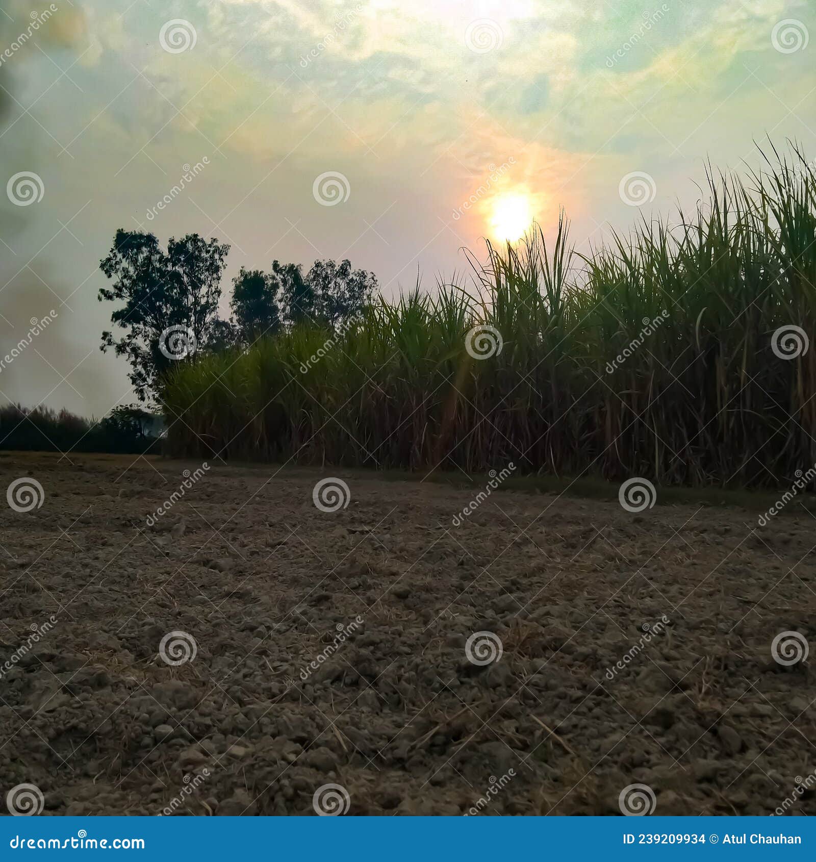 Sugarcane Farming in the Agricultural Field Stock Photo - Image of ...