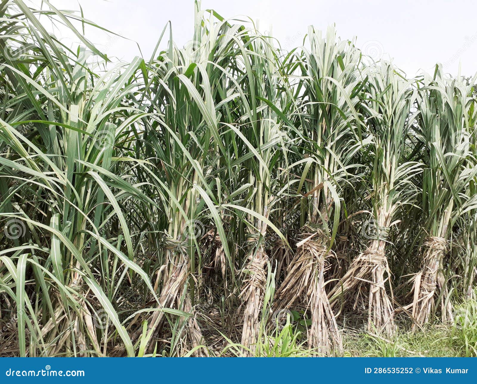 Sugarcane Farming in India Village Stock Photo - Image of farming ...