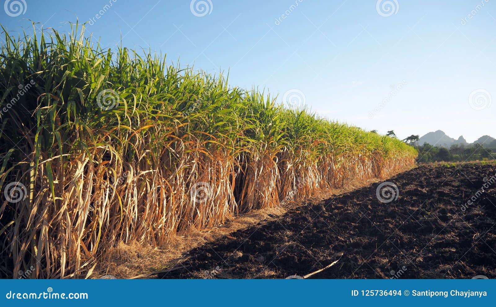 Sugarcane Farming on Rural Areas. Stock Photo - Image of farmer, rural ...