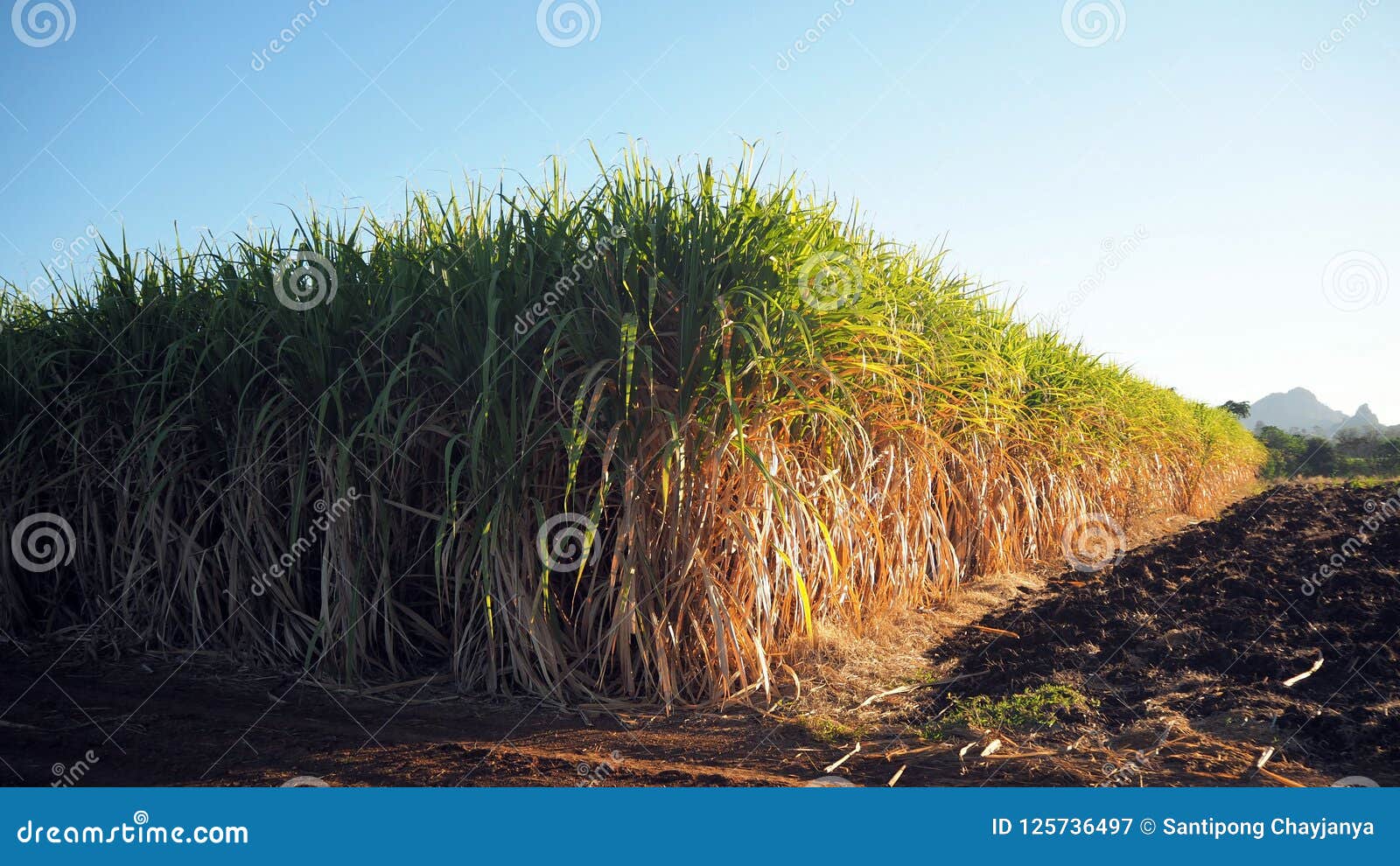 Sugarcane Farming Royalty-Free Stock Photo | CartoonDealer.com #119623035