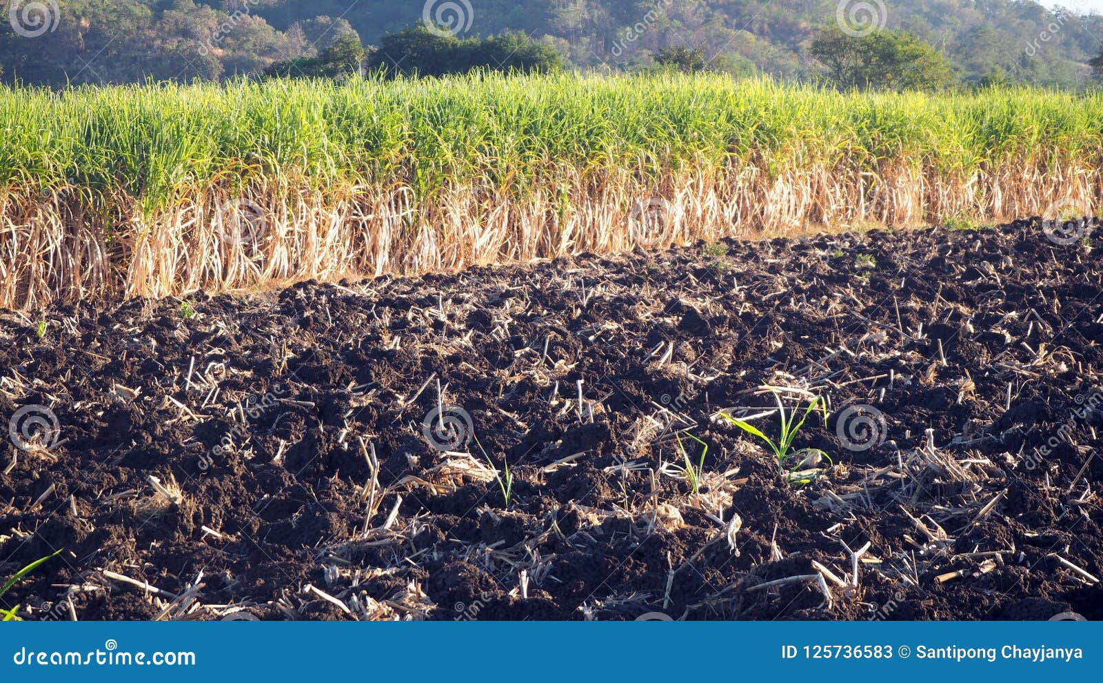 Sugarcane Farming on Rural Areas. Stock Image - Image of land, rural ...