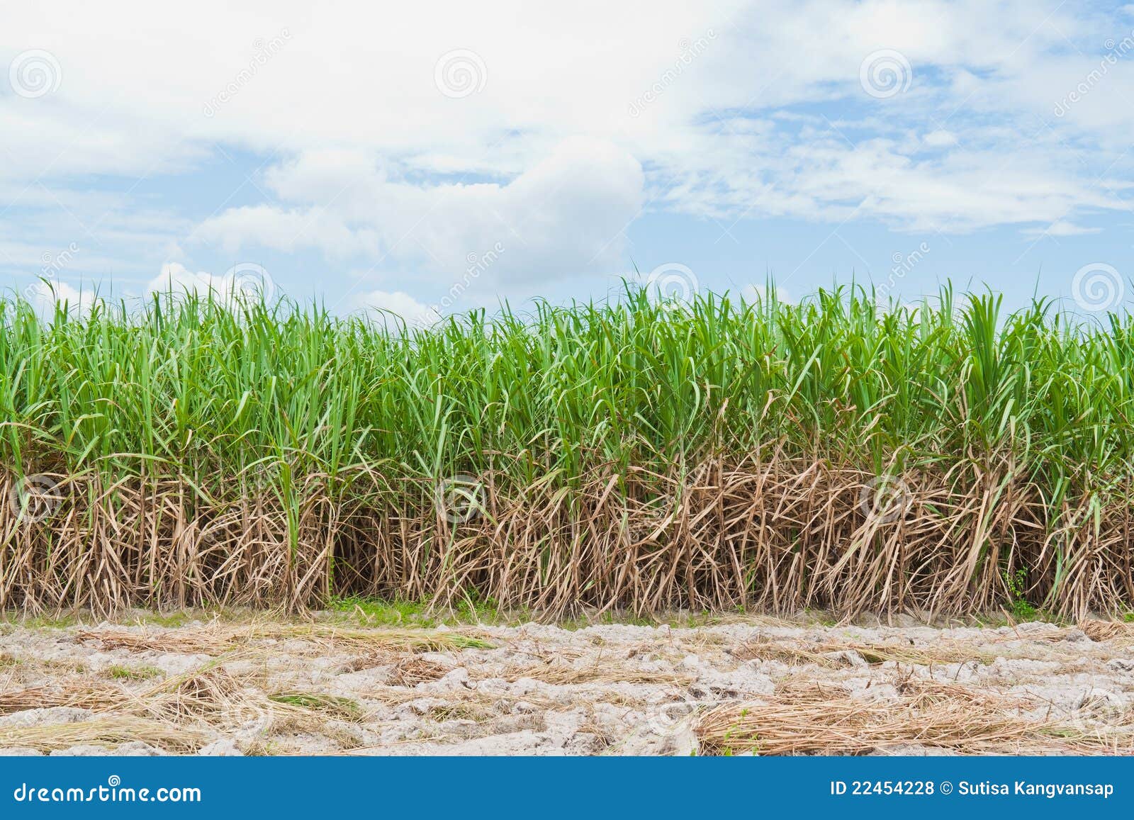 Sugarcane field stock photo. Image of agriculture, juice - 22454228