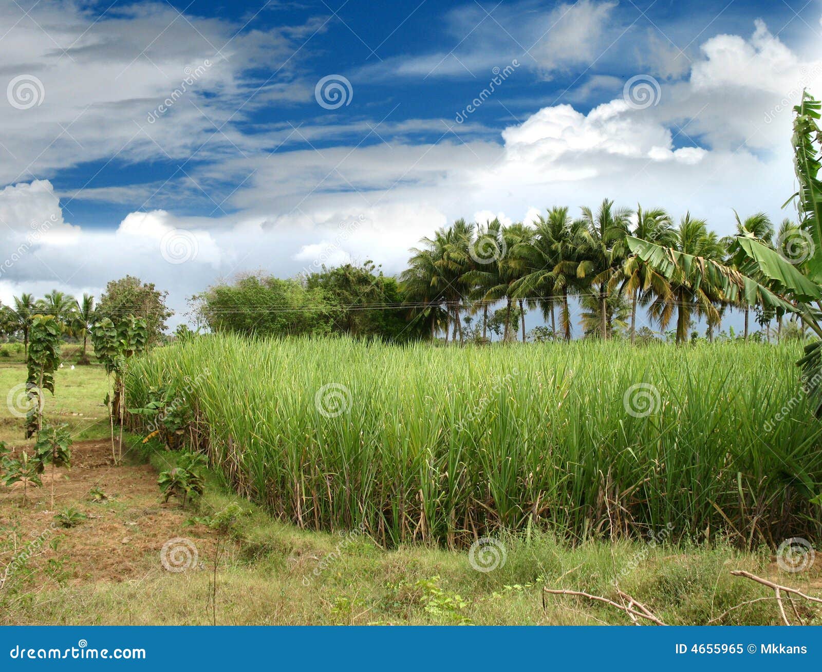 Sugarcane Field With Full Grown Crop, Sugar Cane Agricultural Economy ...