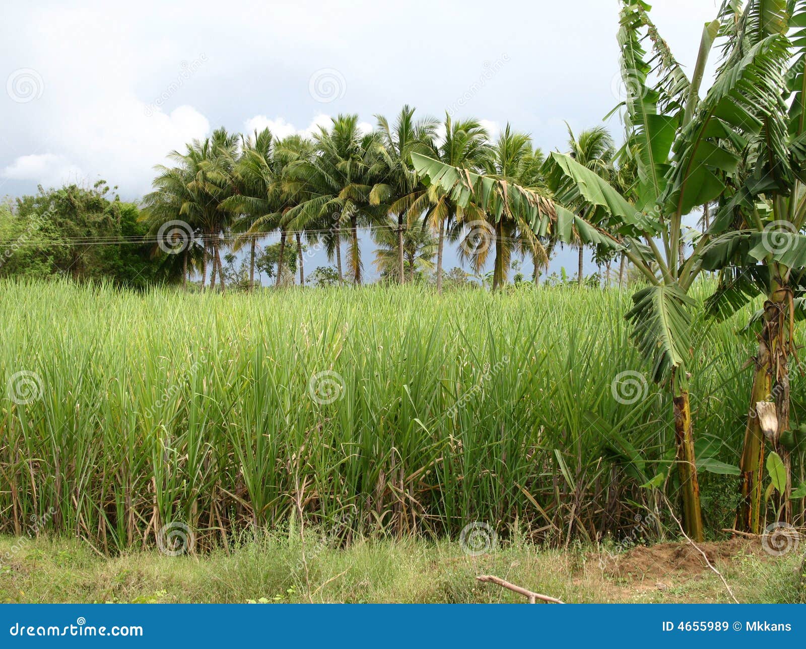 Sugarcane Field With Full Grown Crop, Sugar Cane Agricultural Economy ...