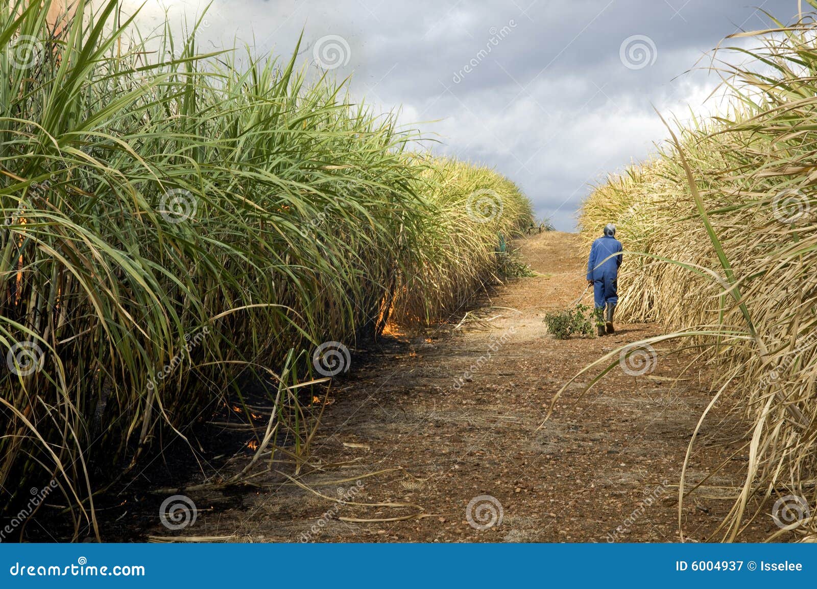 Sugarcane Field With Full Grown Crop, Sugar Cane Agricultural Economy ...