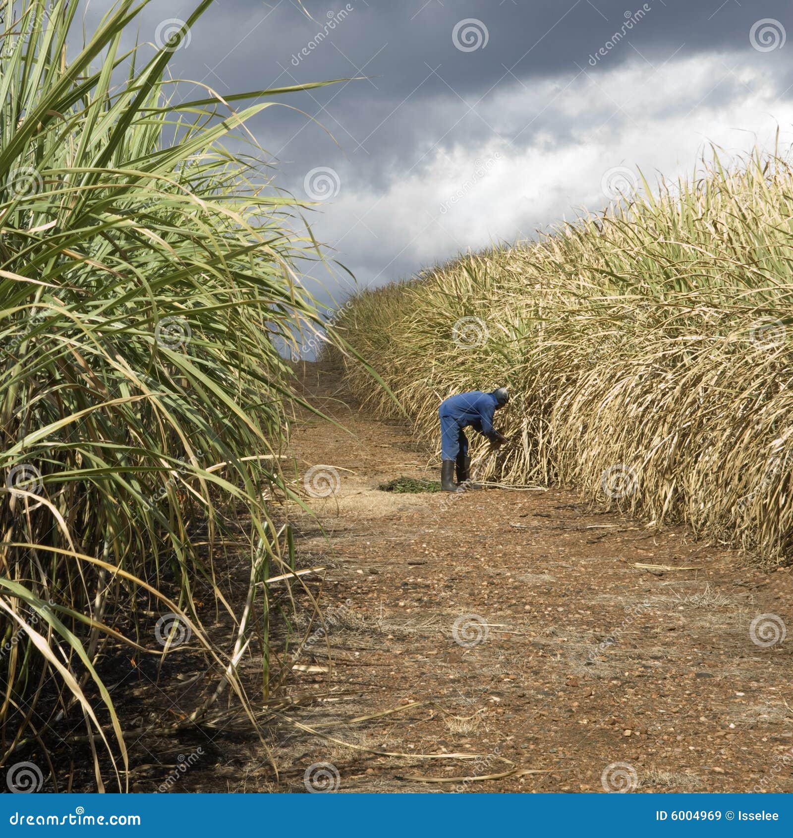 Sugarcane field stock image. Image of agriculture, sugarcane - 6004969