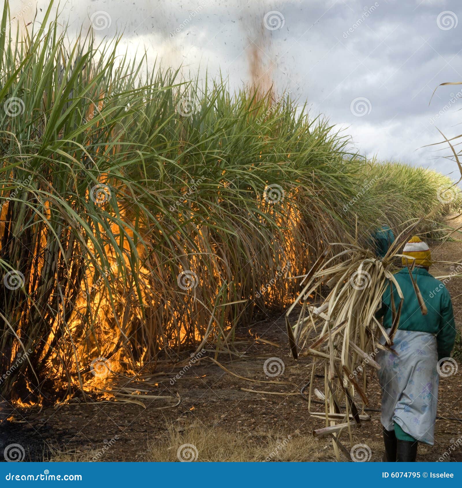 Sugarcane Field With Full Grown Crop, Sugar Cane Agricultural Economy ...