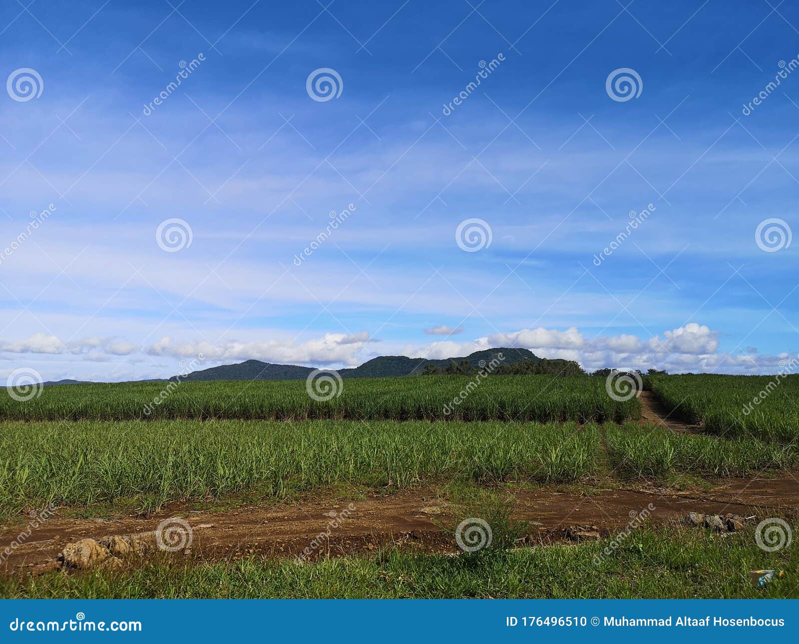 Sugarcane Field with a Beautiful Sky and Mountain Stock Photo - Image ...
