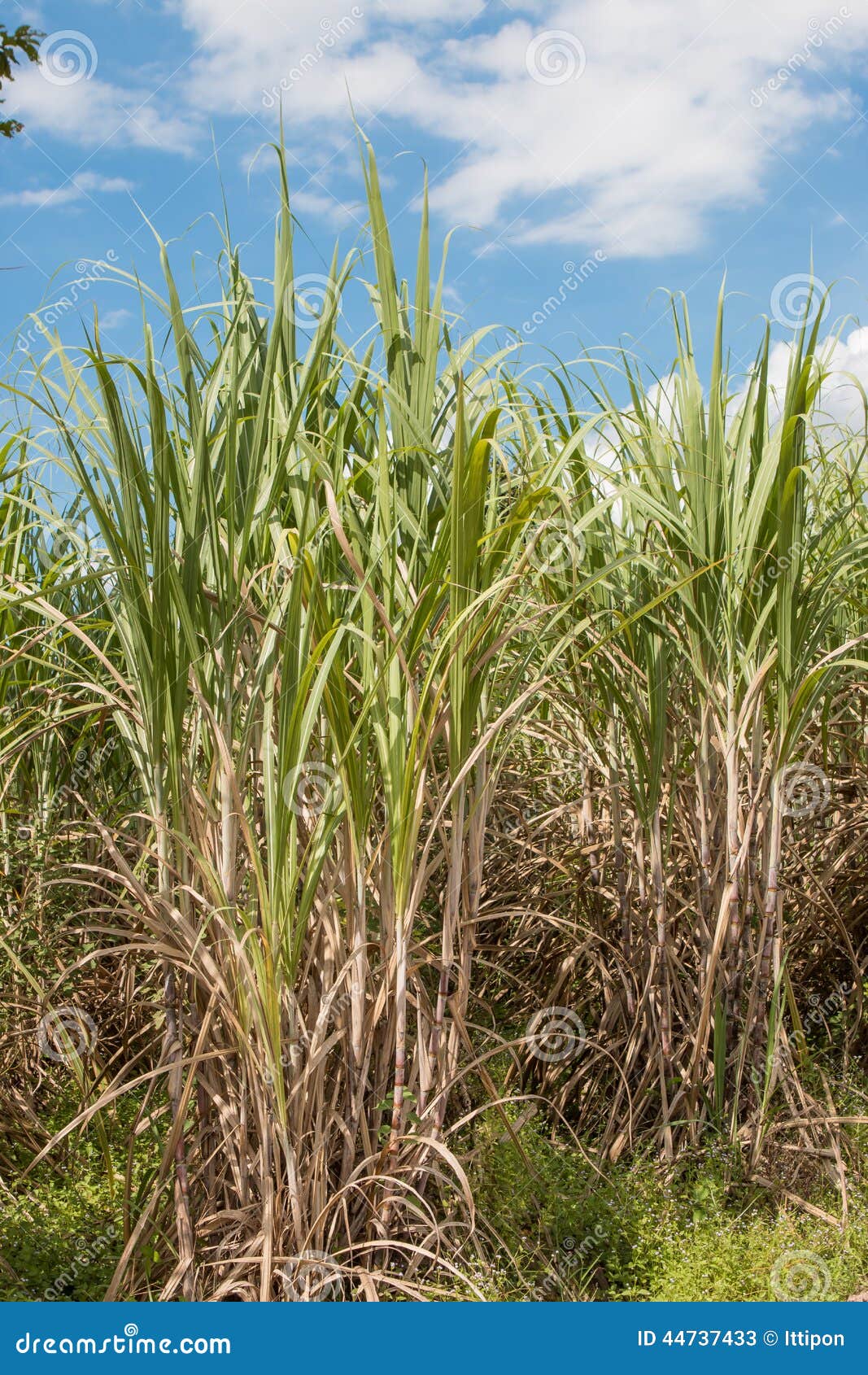 Sugarcane field stock image. Image of calm, blue, country - 44737433