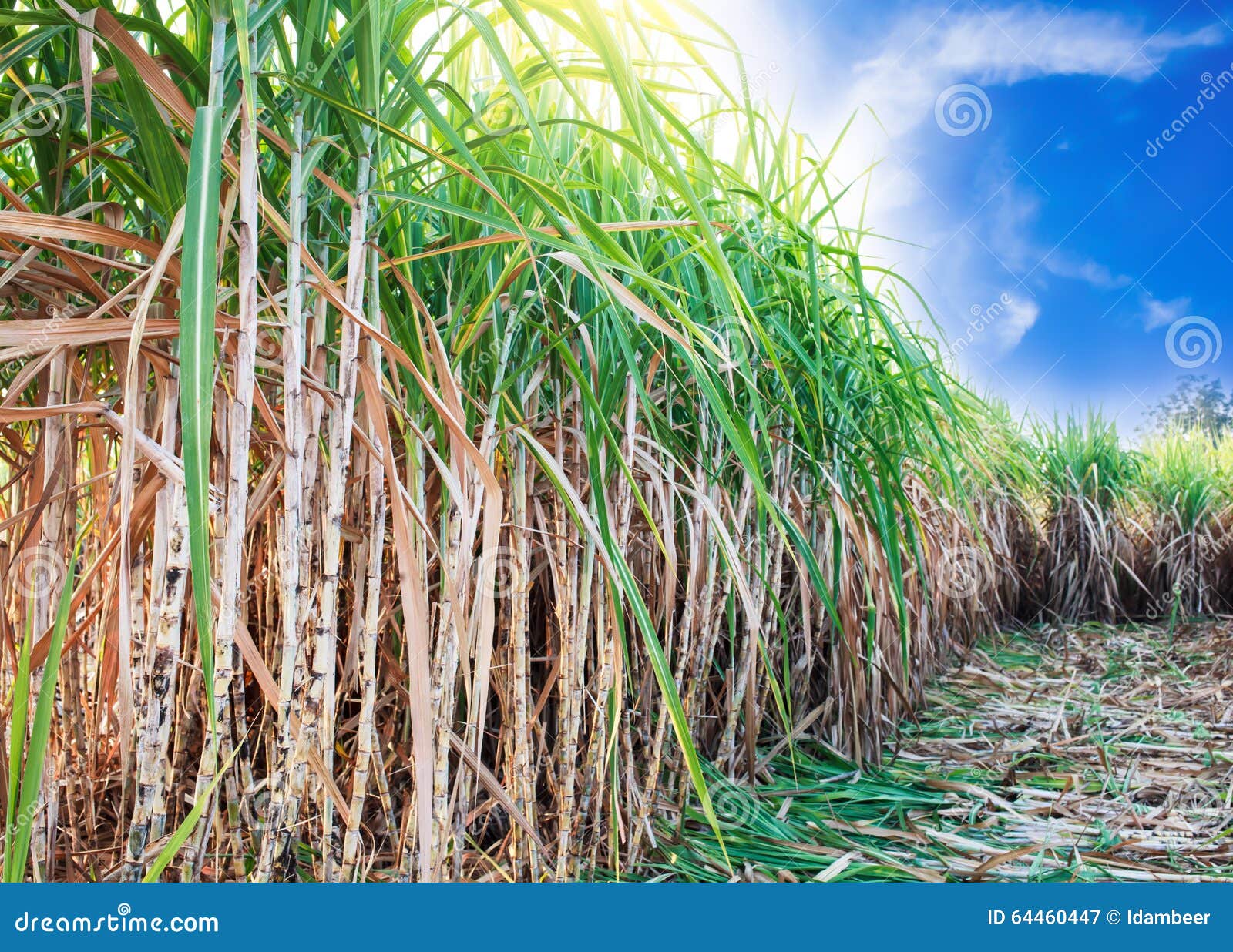 Sugarcane field stock image. Image of sugar, nature, sweet - 64460447