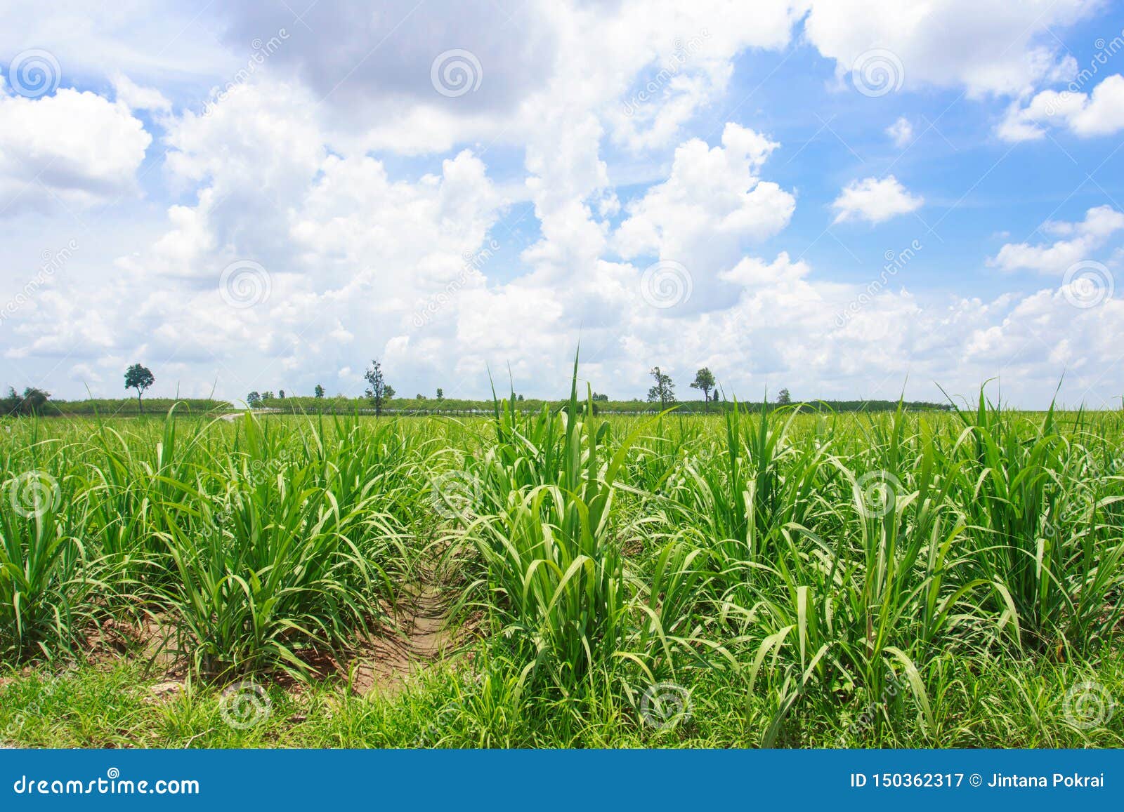 Sugarcane Field in Blue Sky in Thailand Stock Image - Image of farmland ...